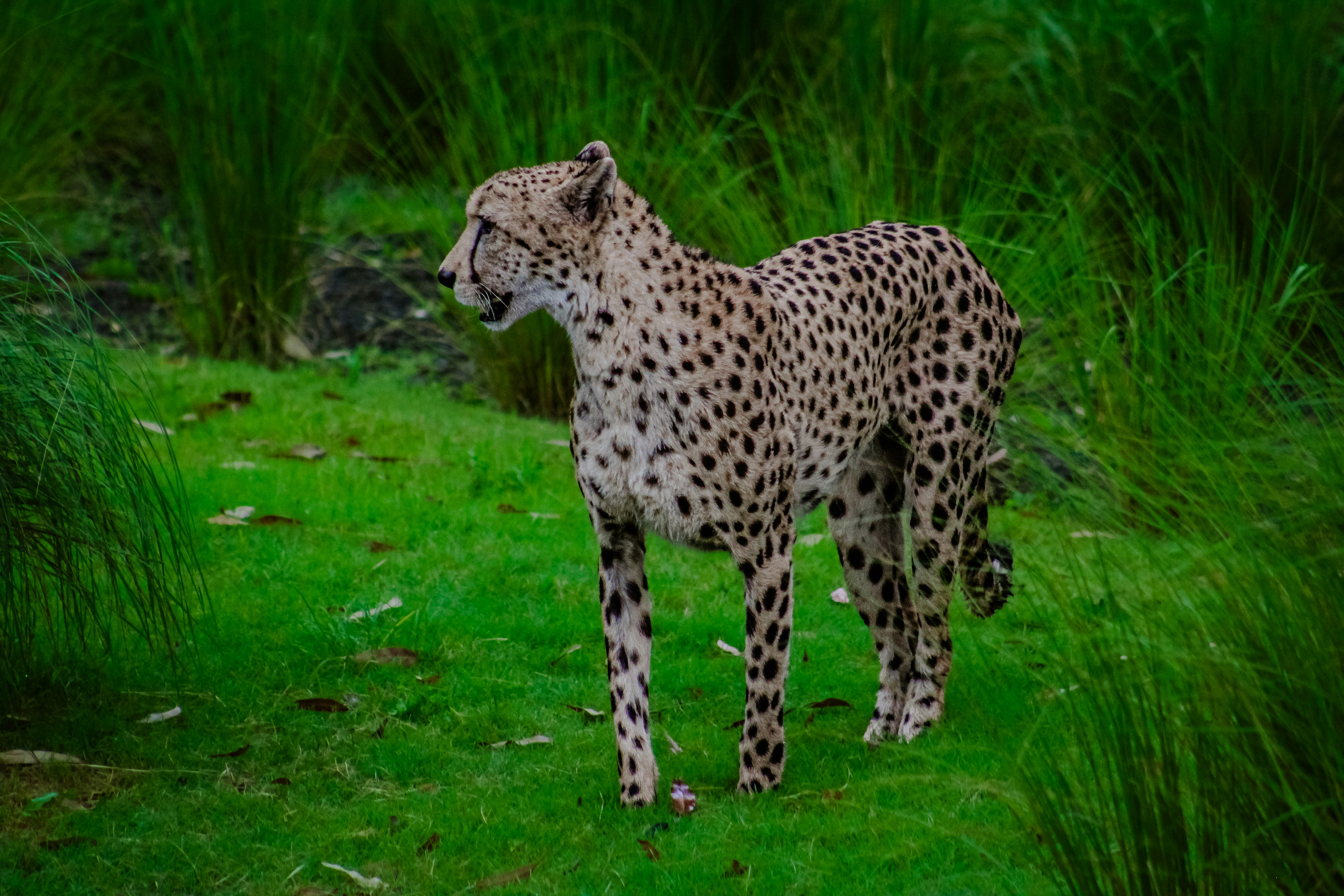 Silent Stalker of the Savannah