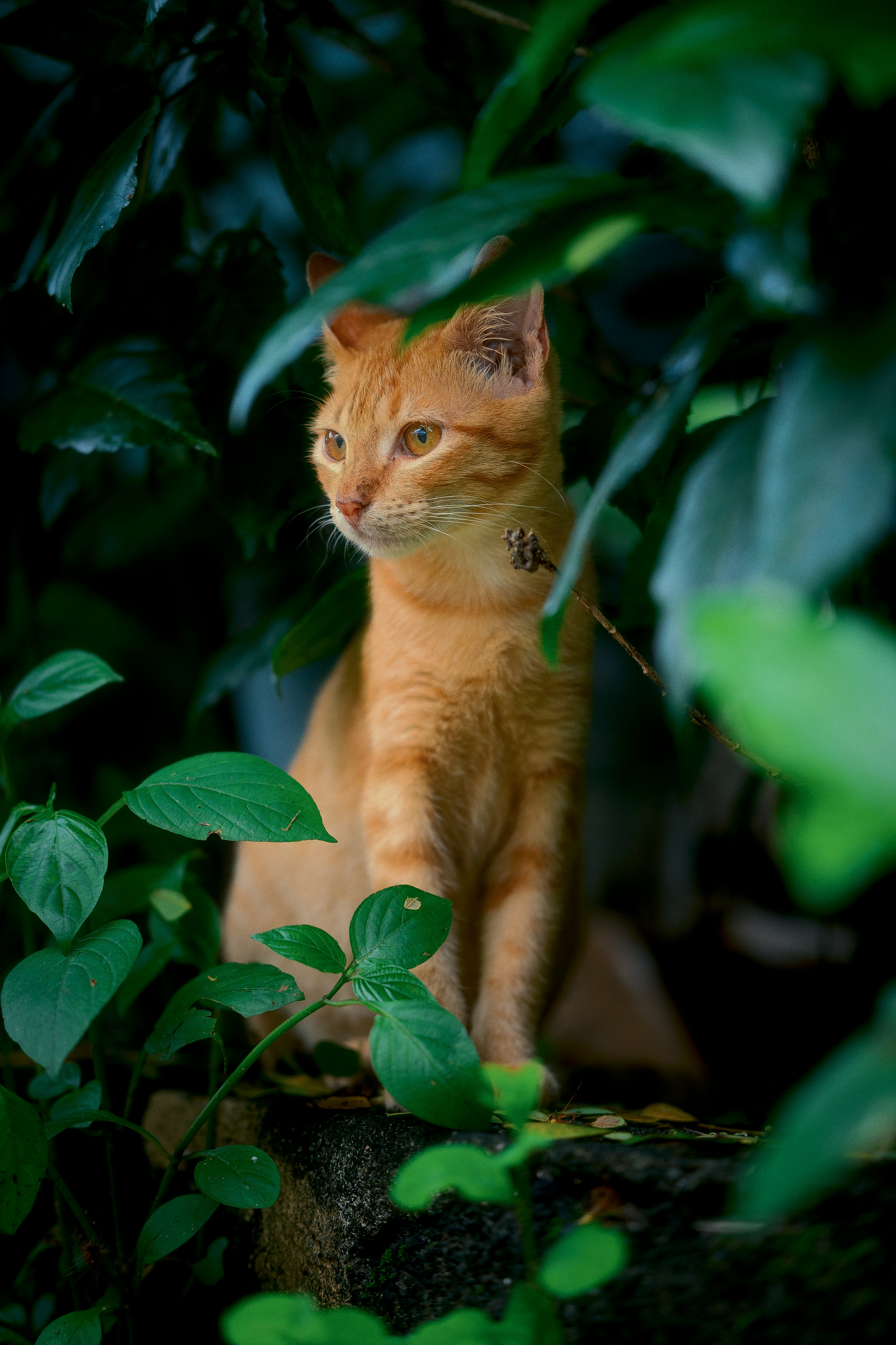 A portrait of an orange cat looking away from the camera while hiding in the lush green bush | An orange cat sits among green leaves.