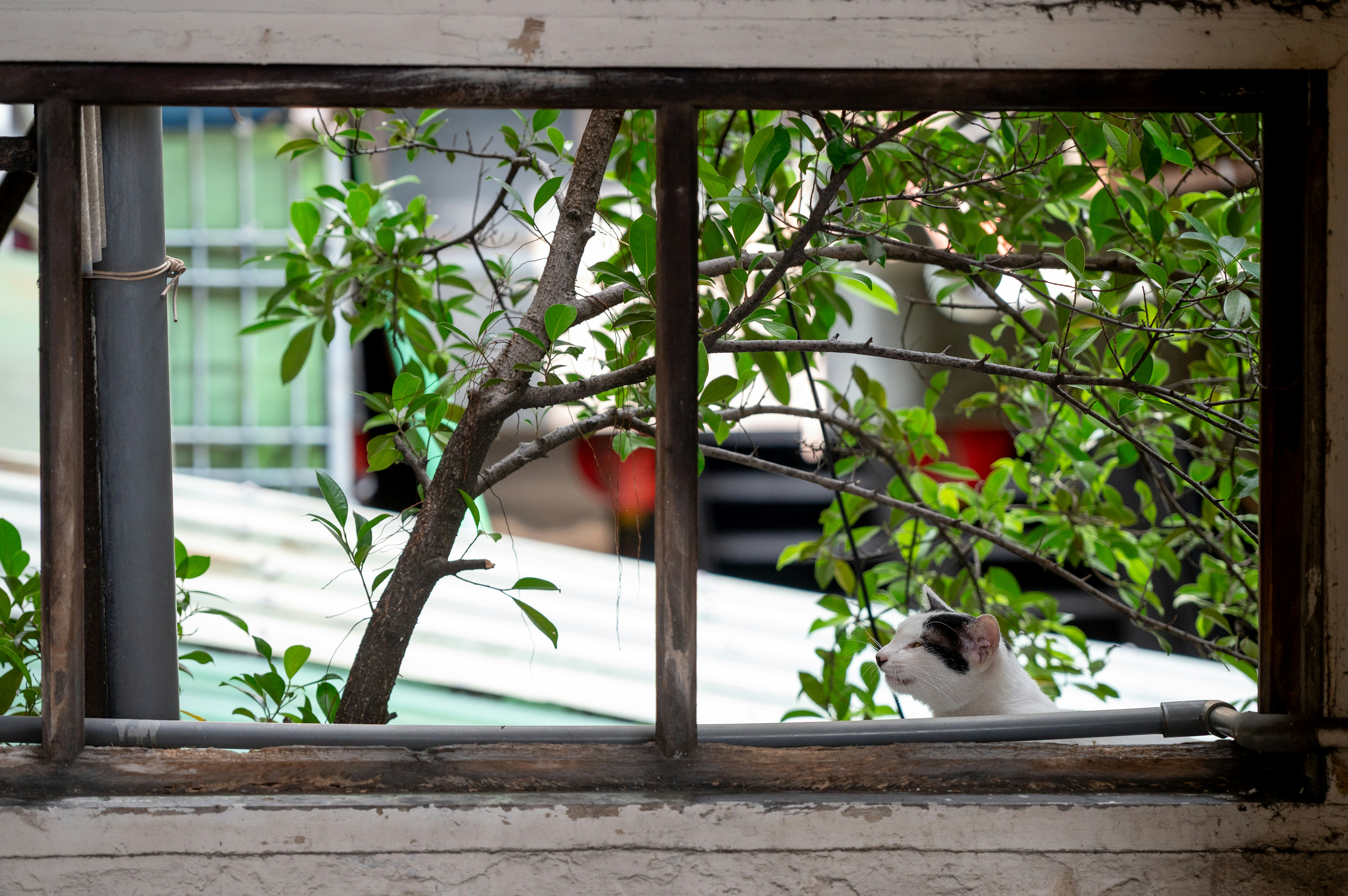 Un chat jette un coup d’œil à travers les branches à l’extérieur d’une ...