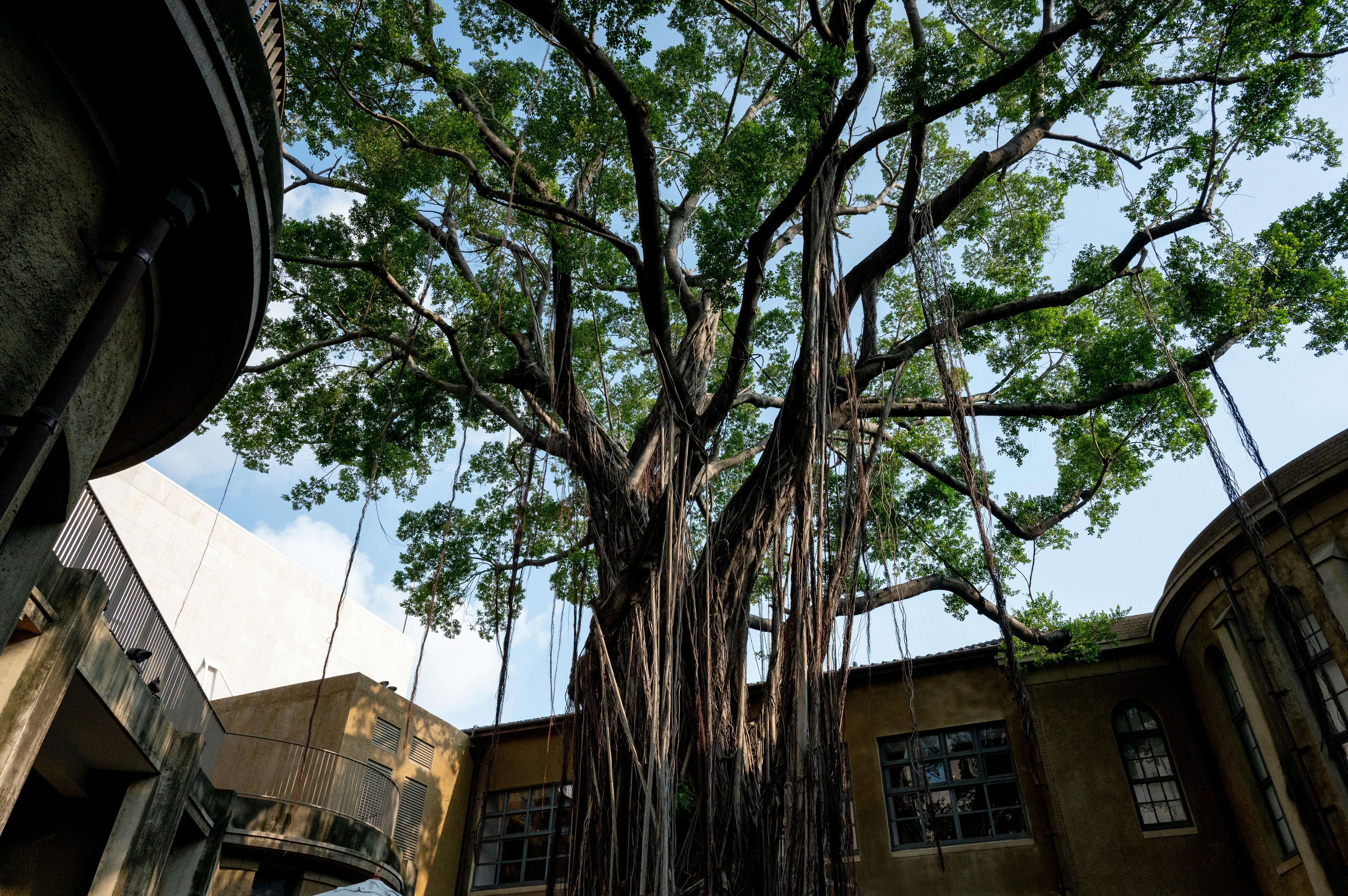 The Resilient Guardian: A Tree's Embrace of Urban Life