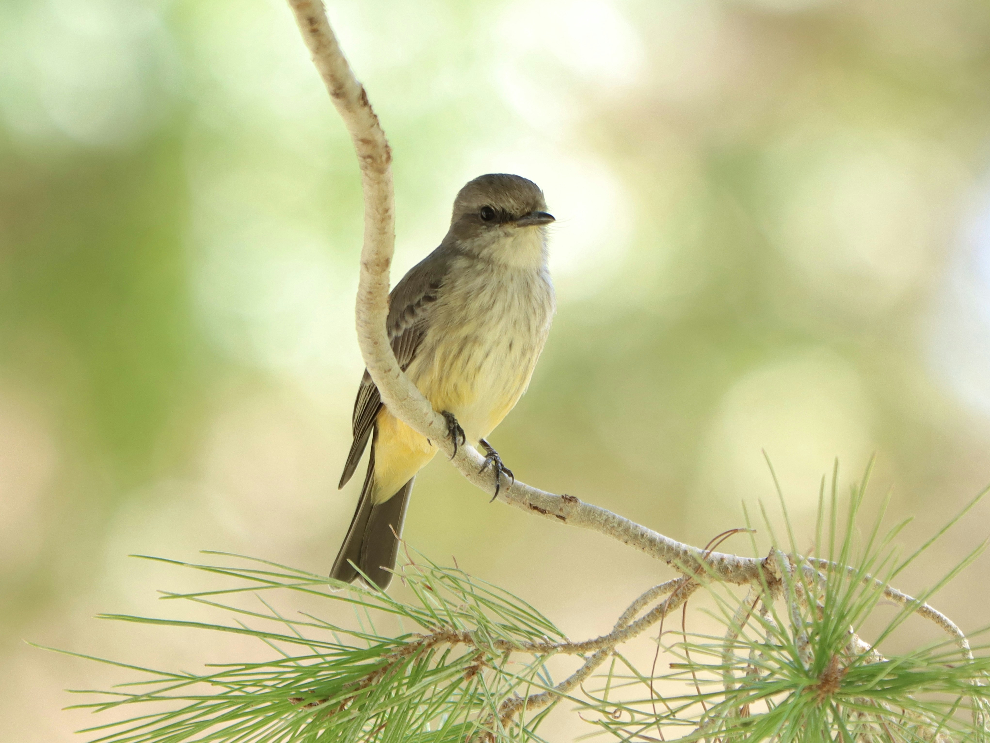 Whispers of the Woodland: A Feathered Sentinel