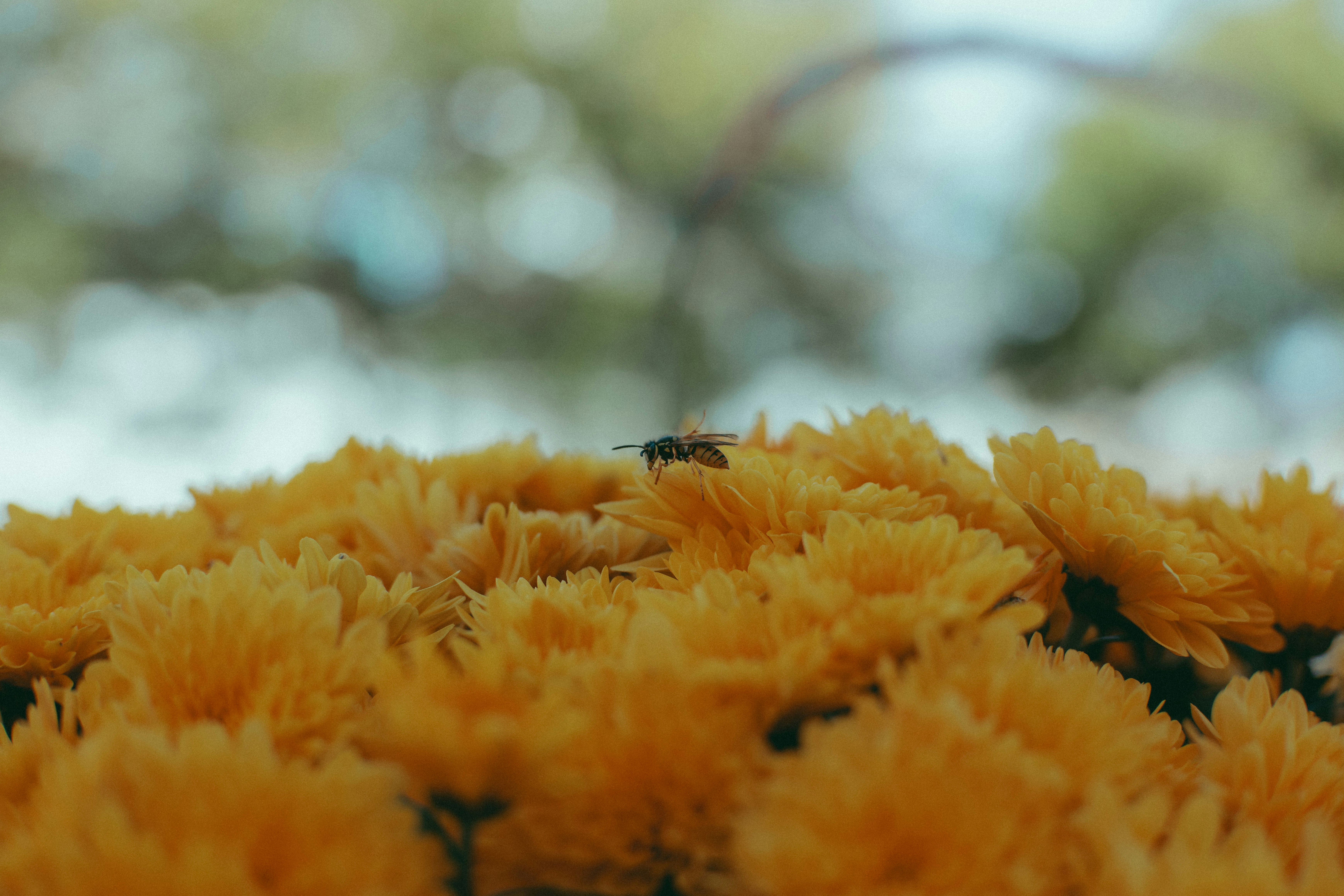 Buzzing Harmony Among Golden Blooms