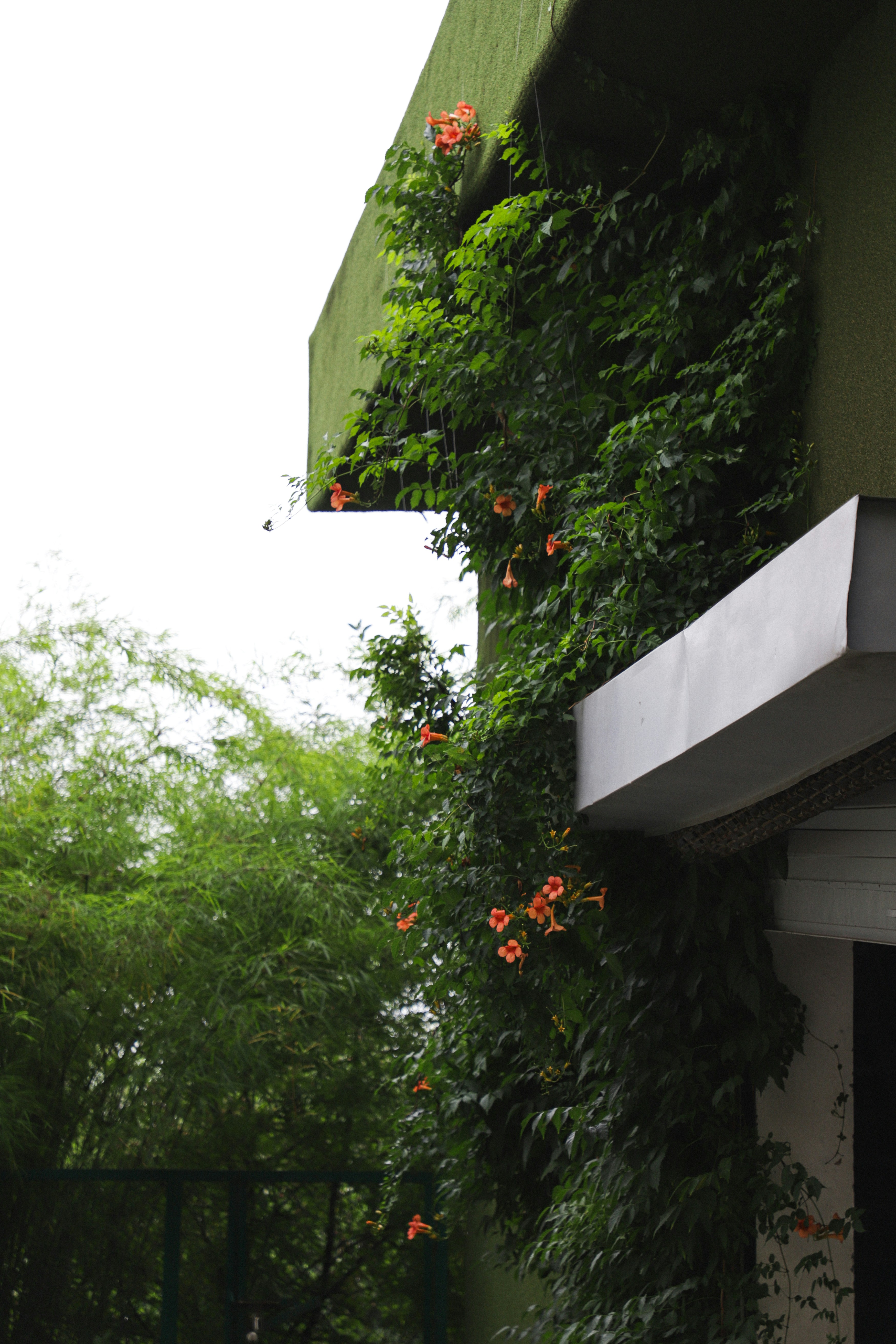 Nature's Embrace: Greenery Meets Architecture