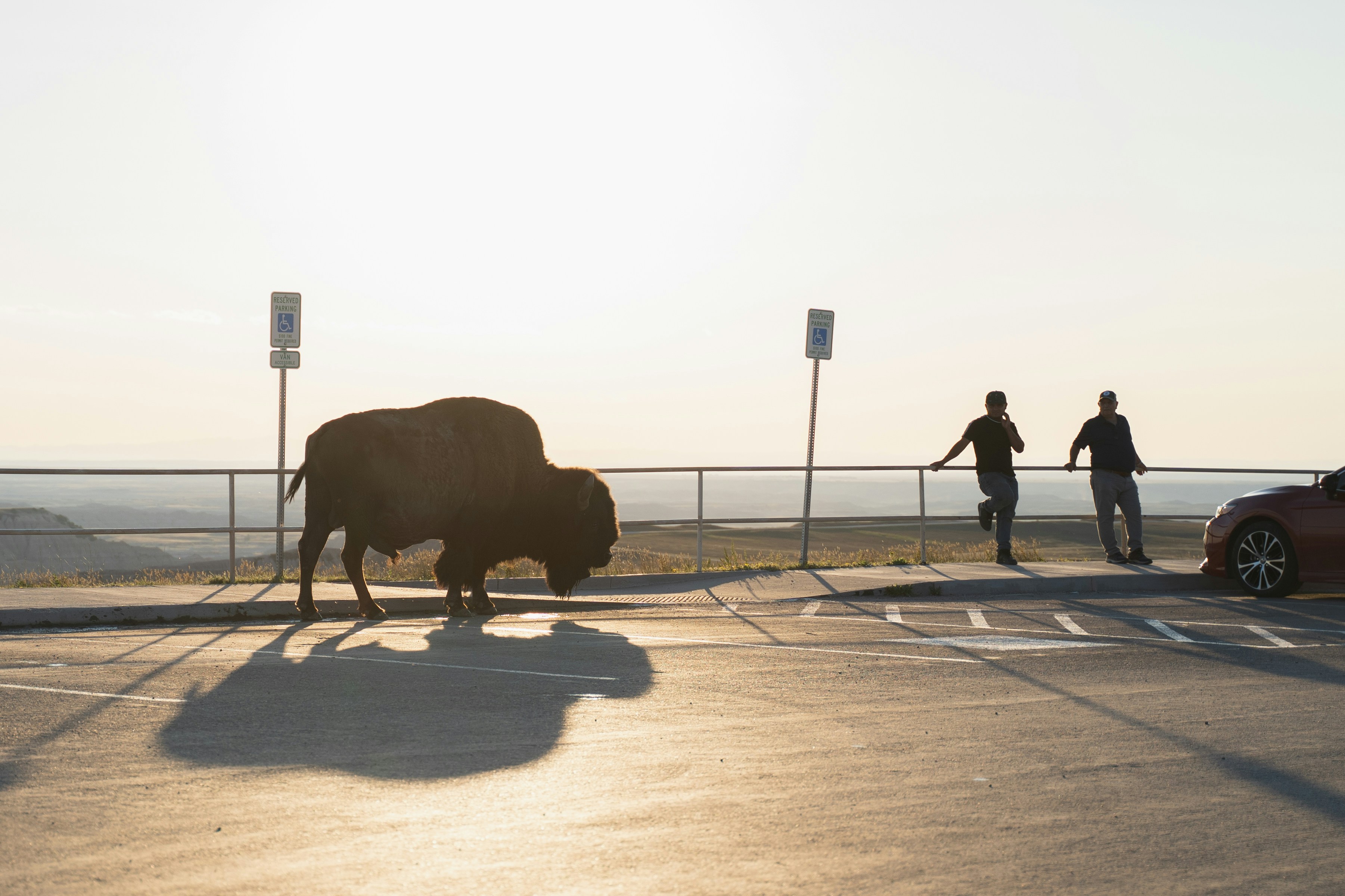 Edge of the Sea: Lone Bison in a Coastal Parking Lot