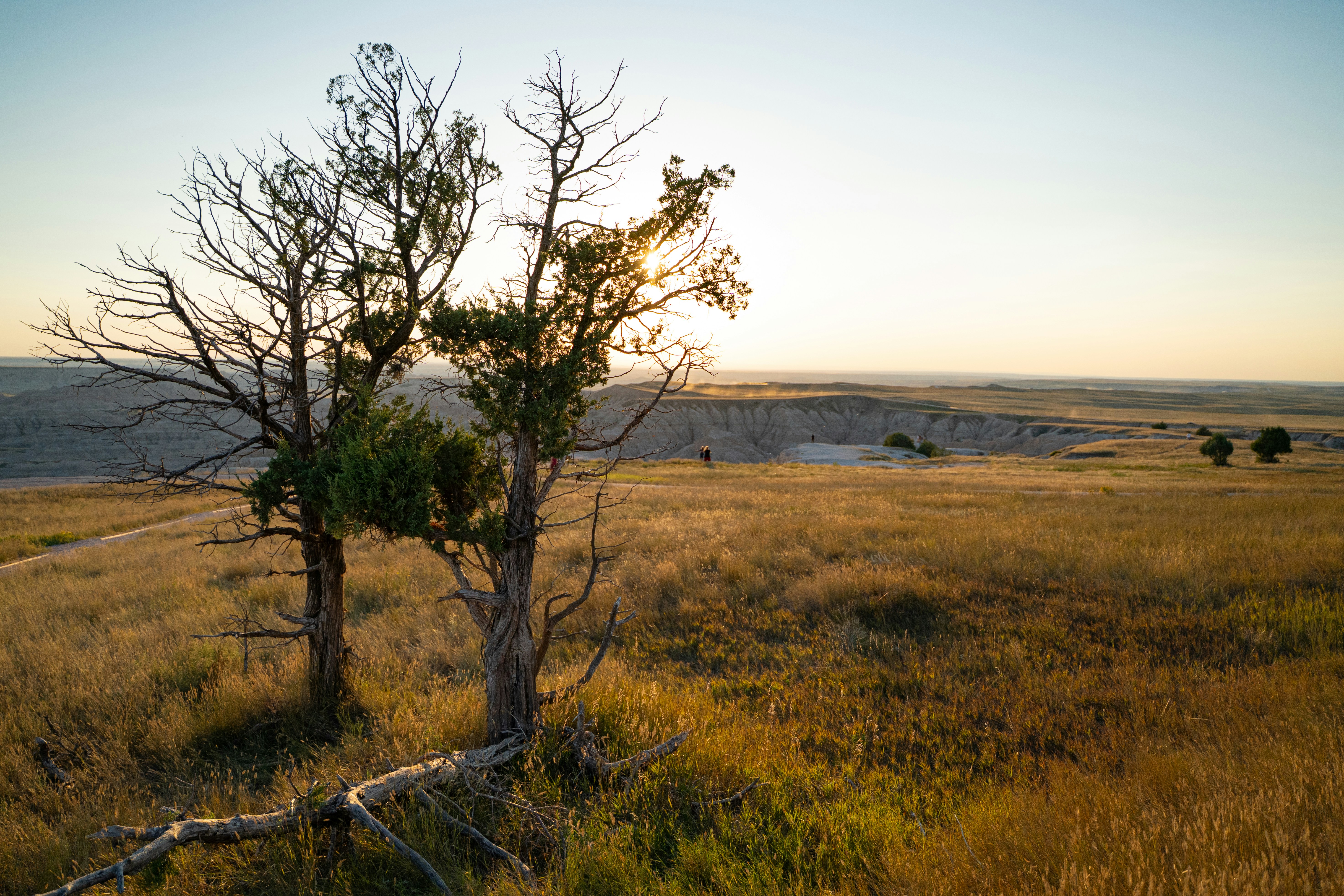 Two trees stand on a grassy hill at sunset.