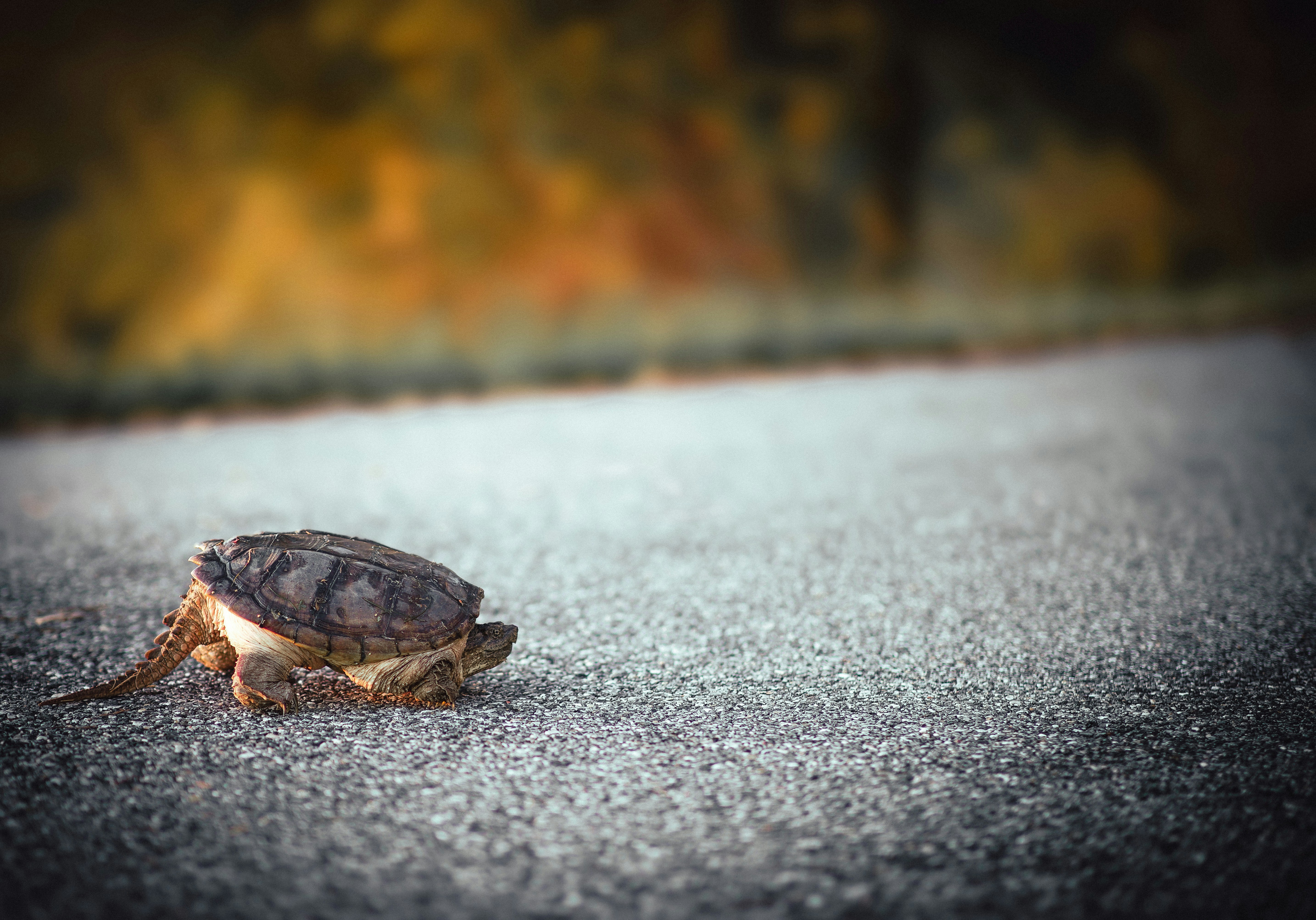 A small turtle walks on a paved road.