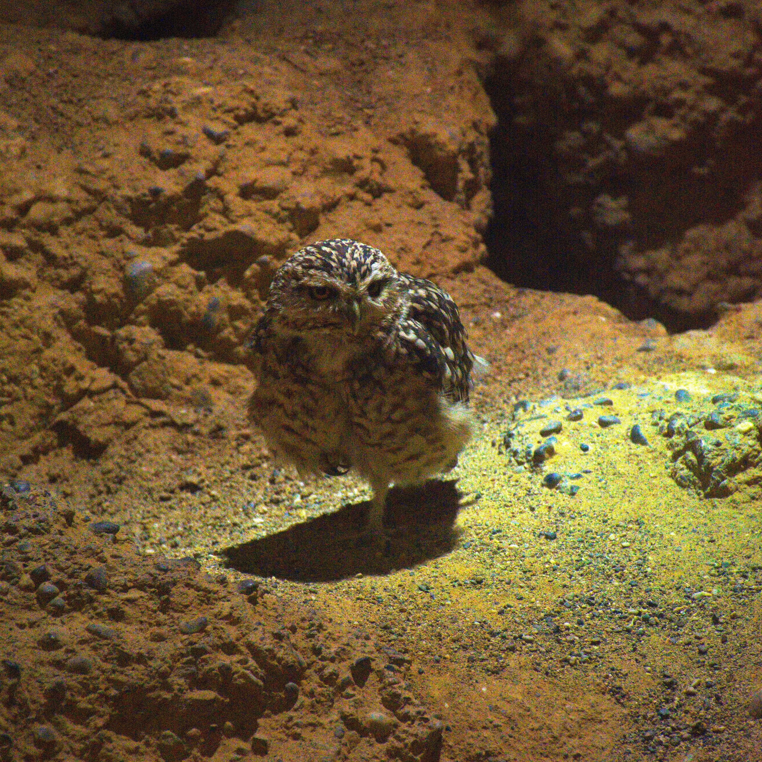 Whispers of the Desert: A Burrowing Owl's Retreat