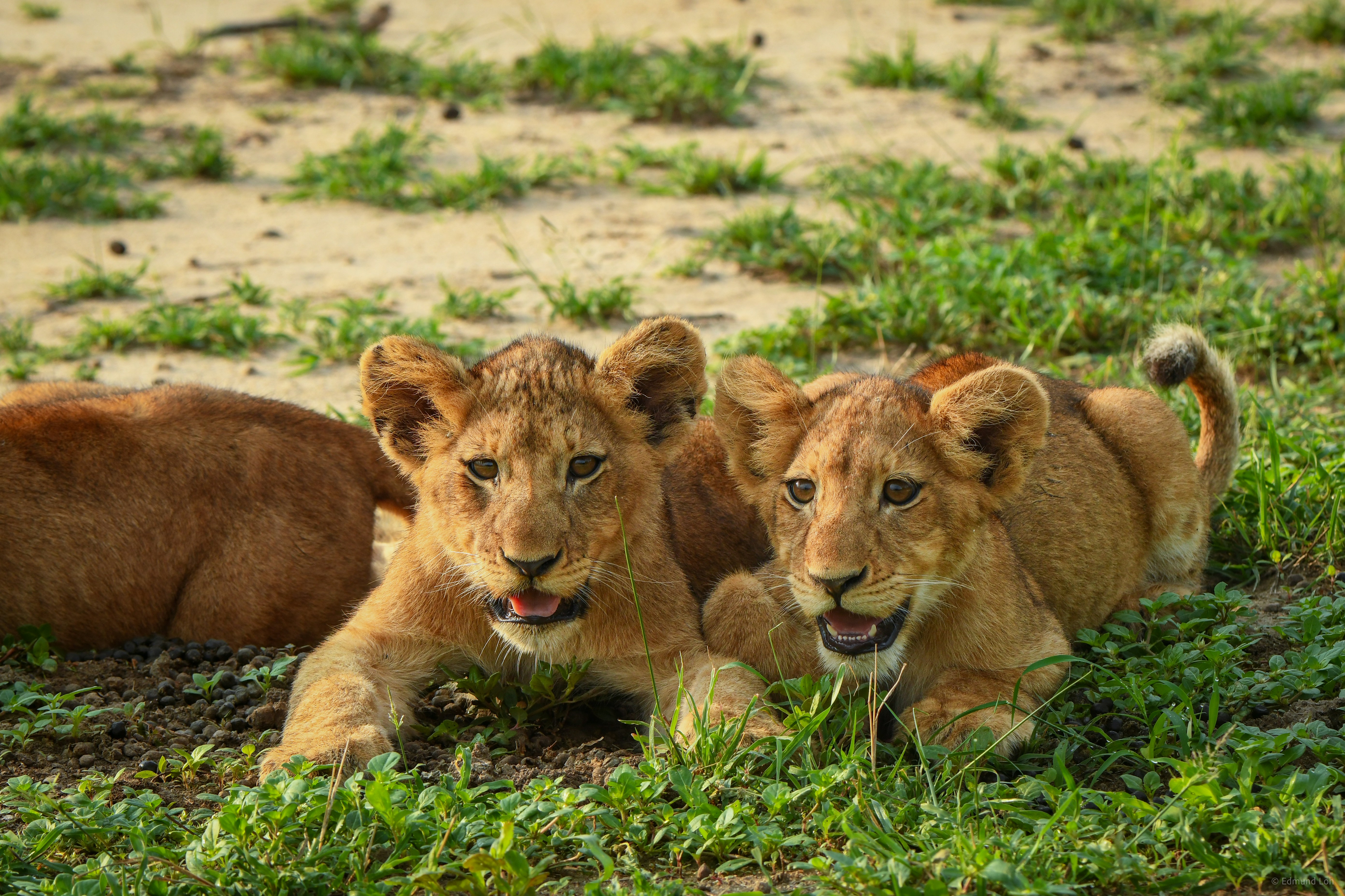 Two lion cubs playfully interacting on a grassy patch, showcasing their vibrant personalities and natural habitat.