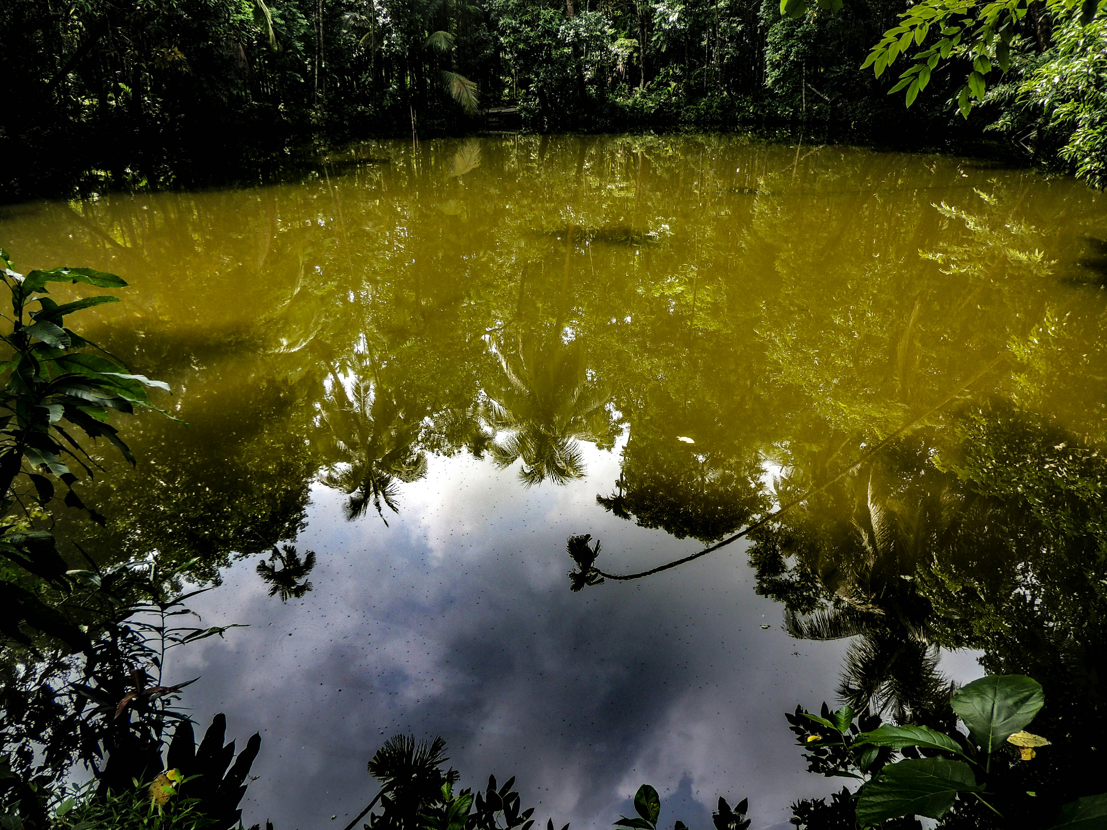 Pond reflects trees and cloudy sky amidst foliage.