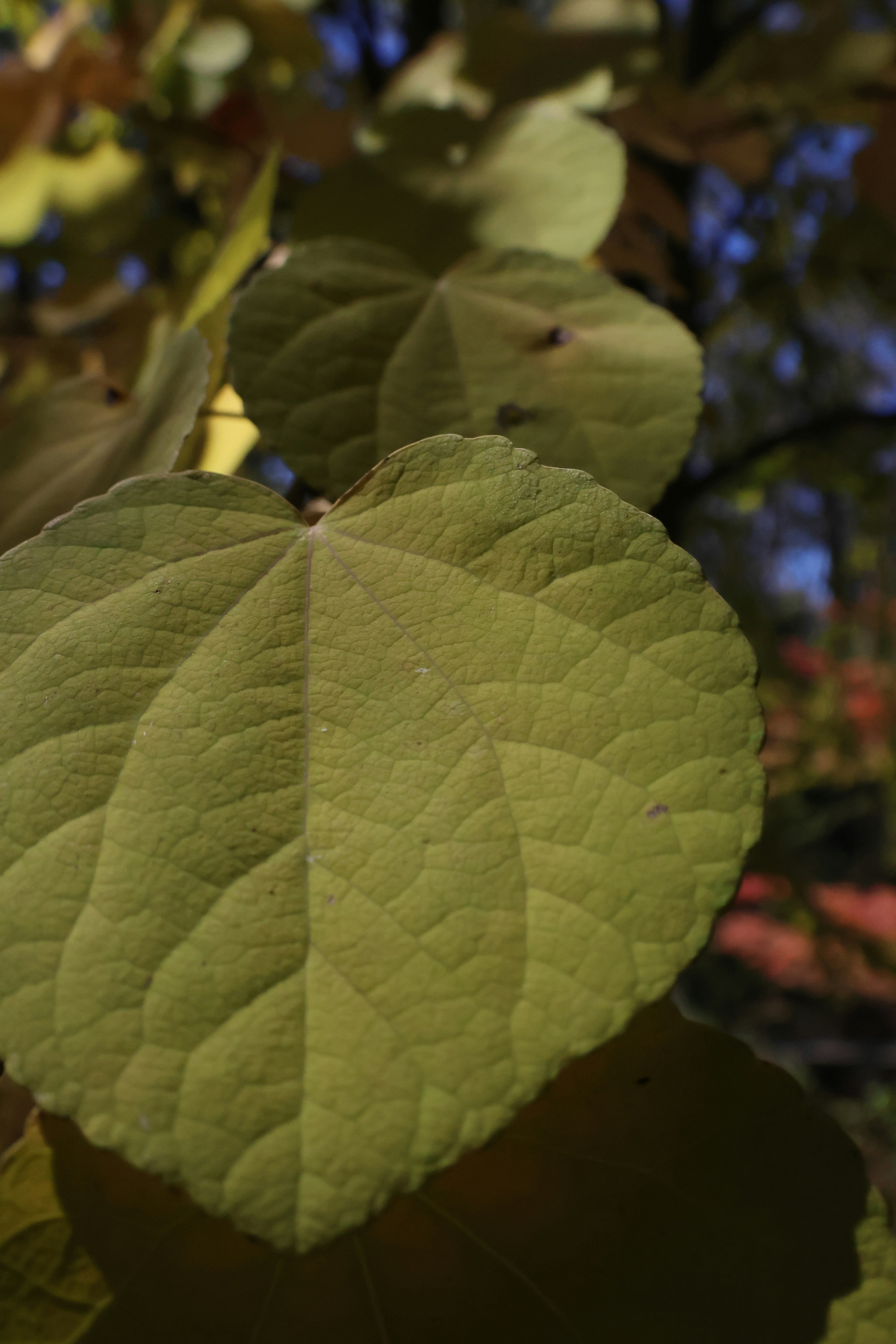 Emerald Veins: Nature's Intricate Tapestry