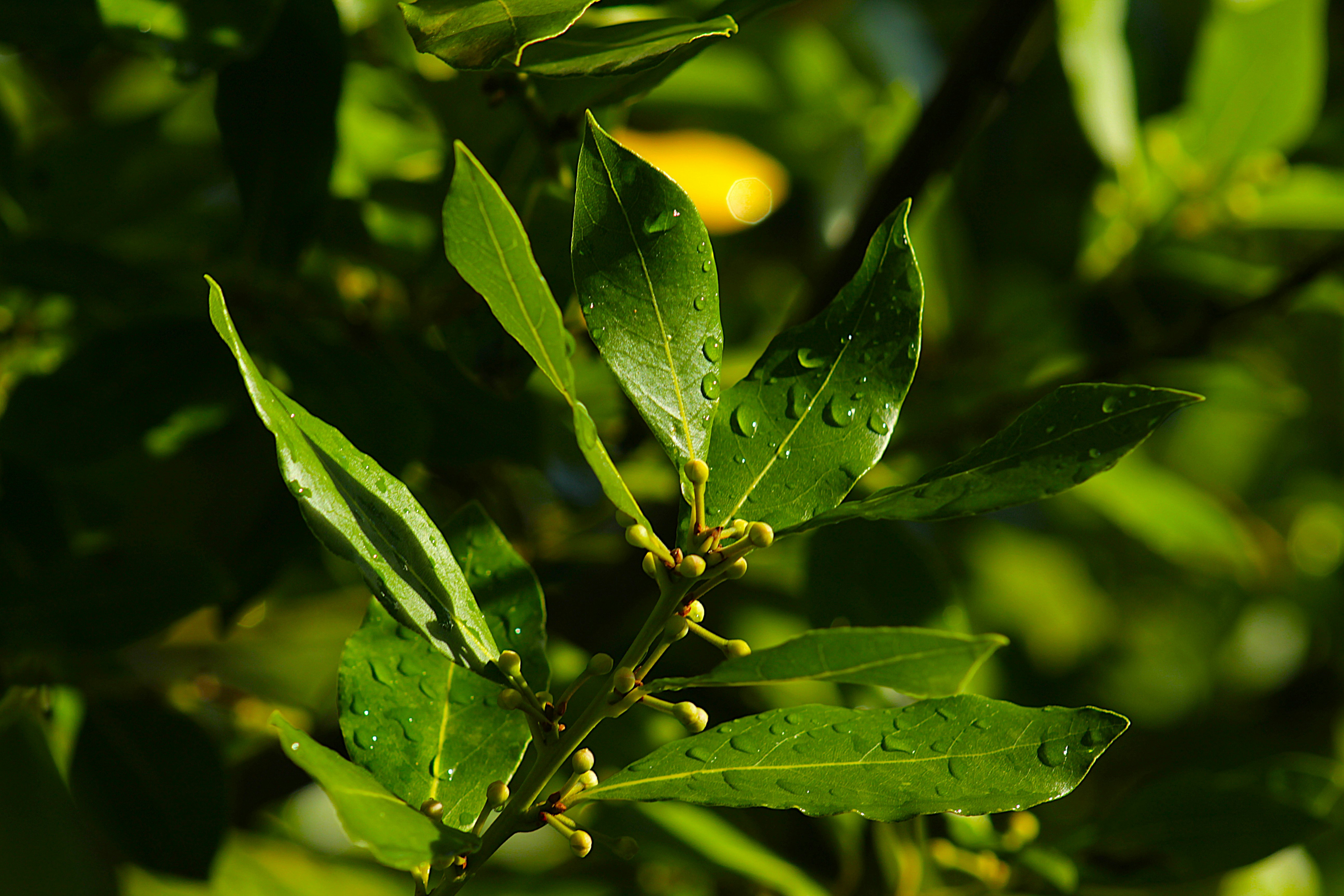 Close-up of wet bay leaves on a branch