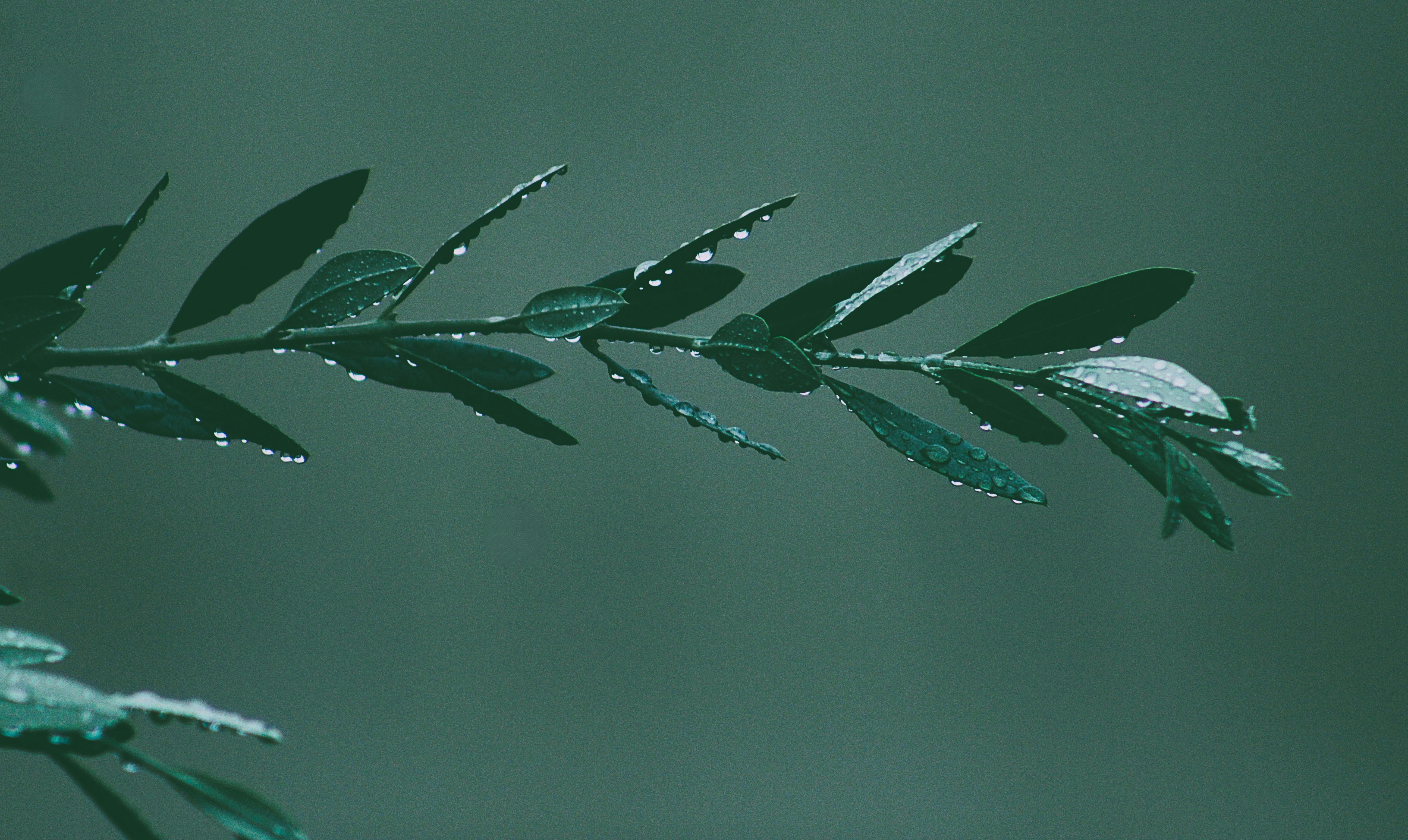 Green leaves with water droplets on a dark background