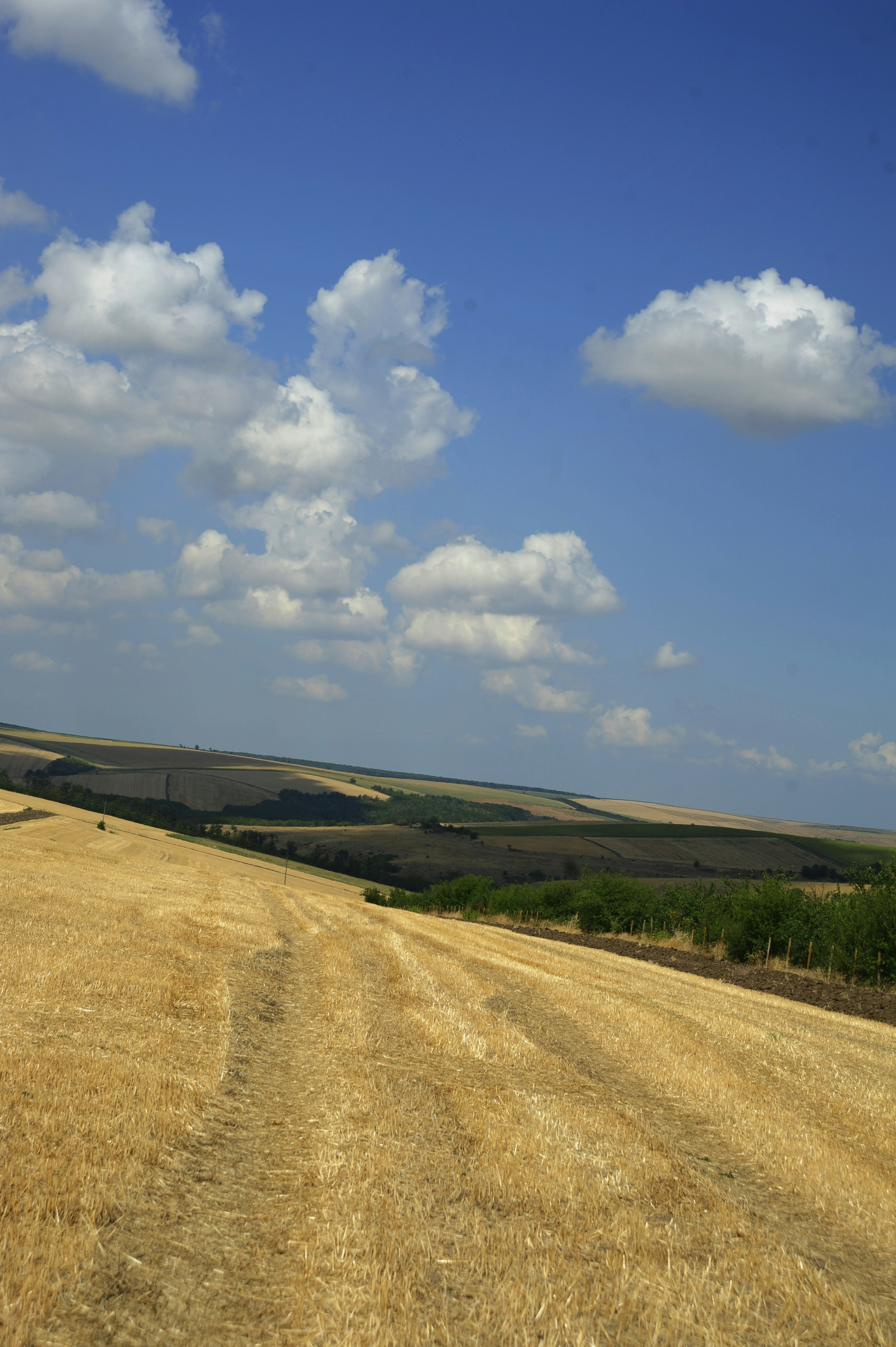 Varnentsi is an agricultural village in the region of Silistra, Bulgaria. Views on our walk around the village in late a September. Rolling hills and wide landscapes. | Golden wheat field under a blue sky with clouds