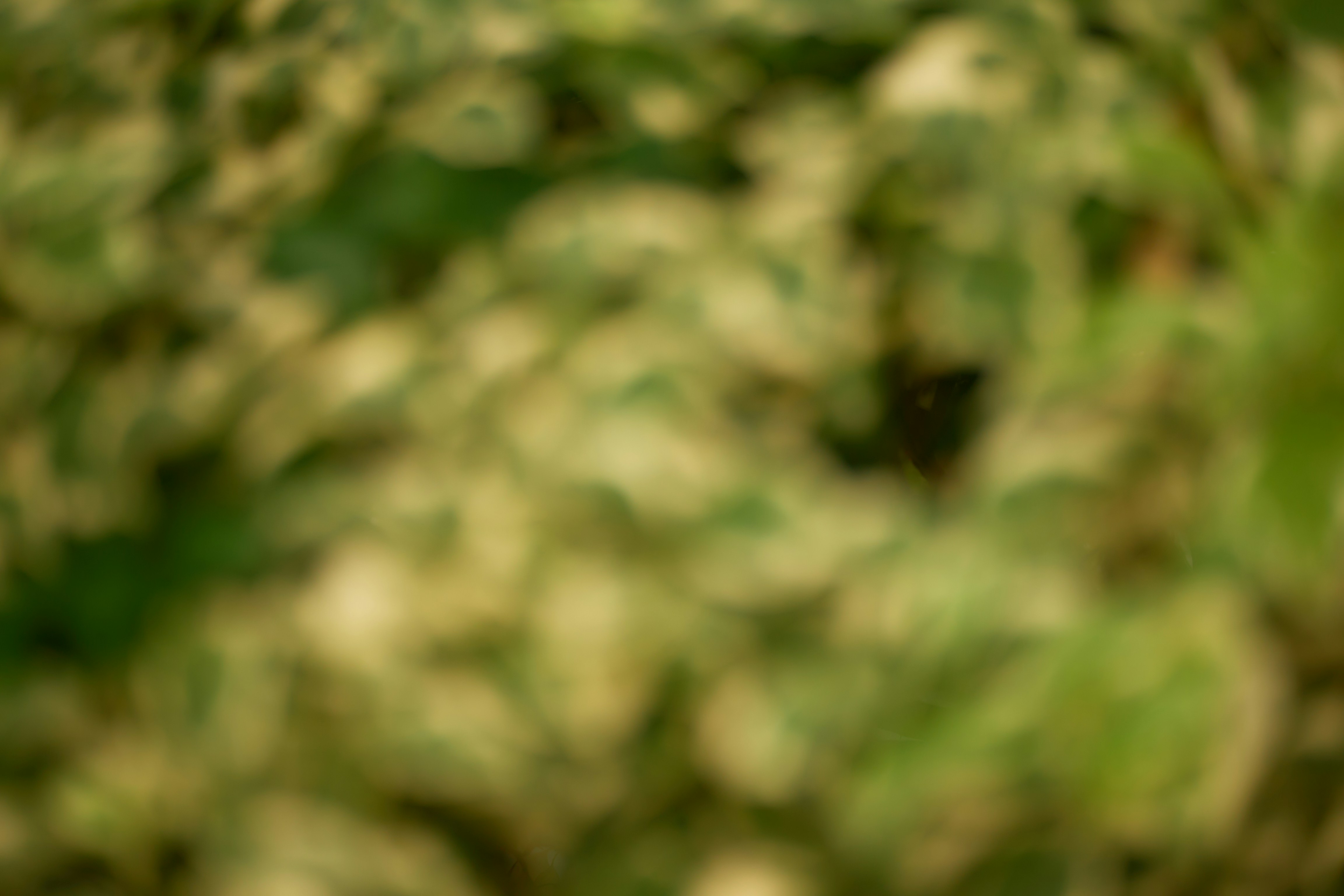 Abstract pattern of green and yellow foliage