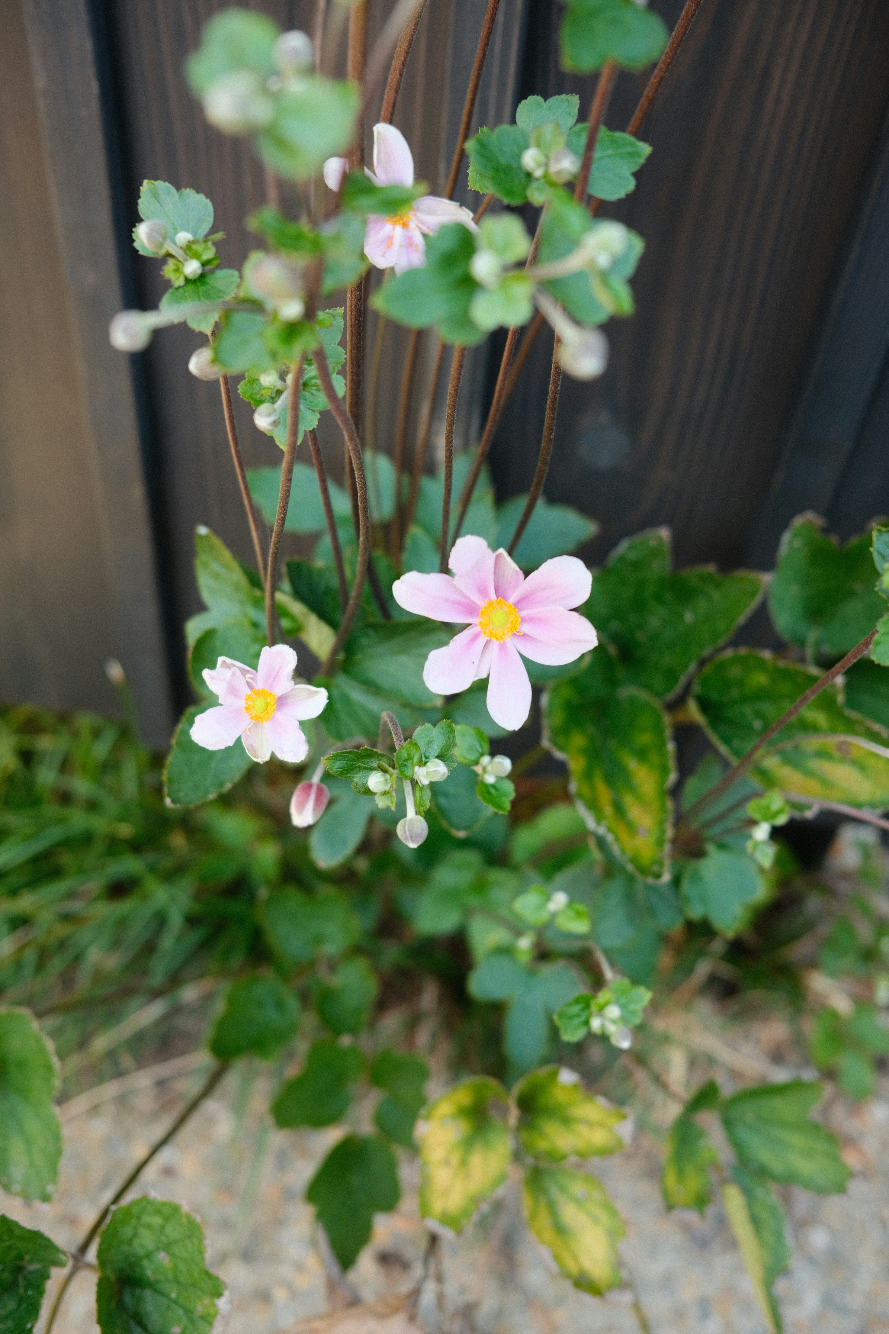 flower still grow along the foot path in Osaka | Delicate pink flowers with yellow centers bloom near wooden fence.
