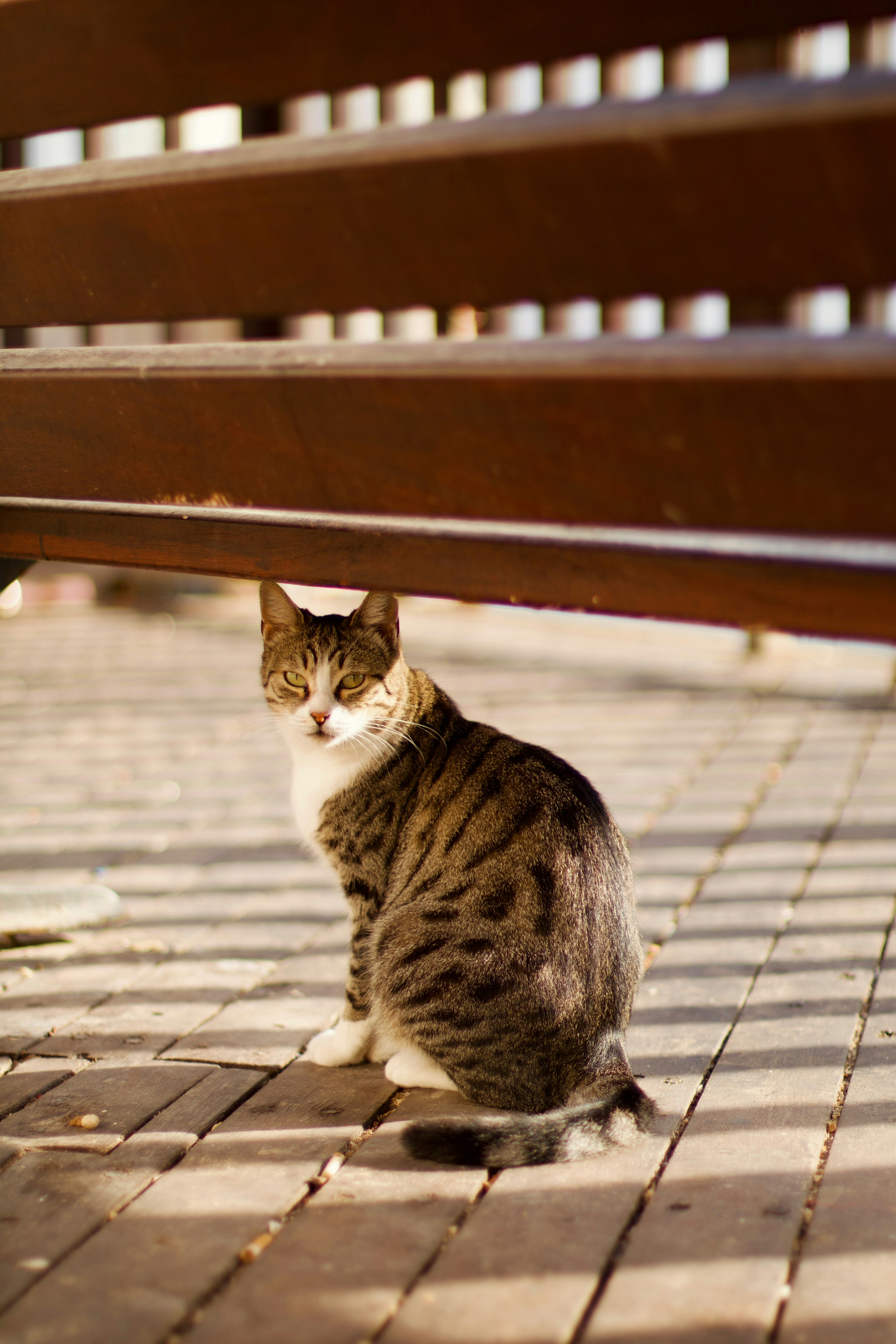 A tabby cat sits under a wooden bench outdoors.