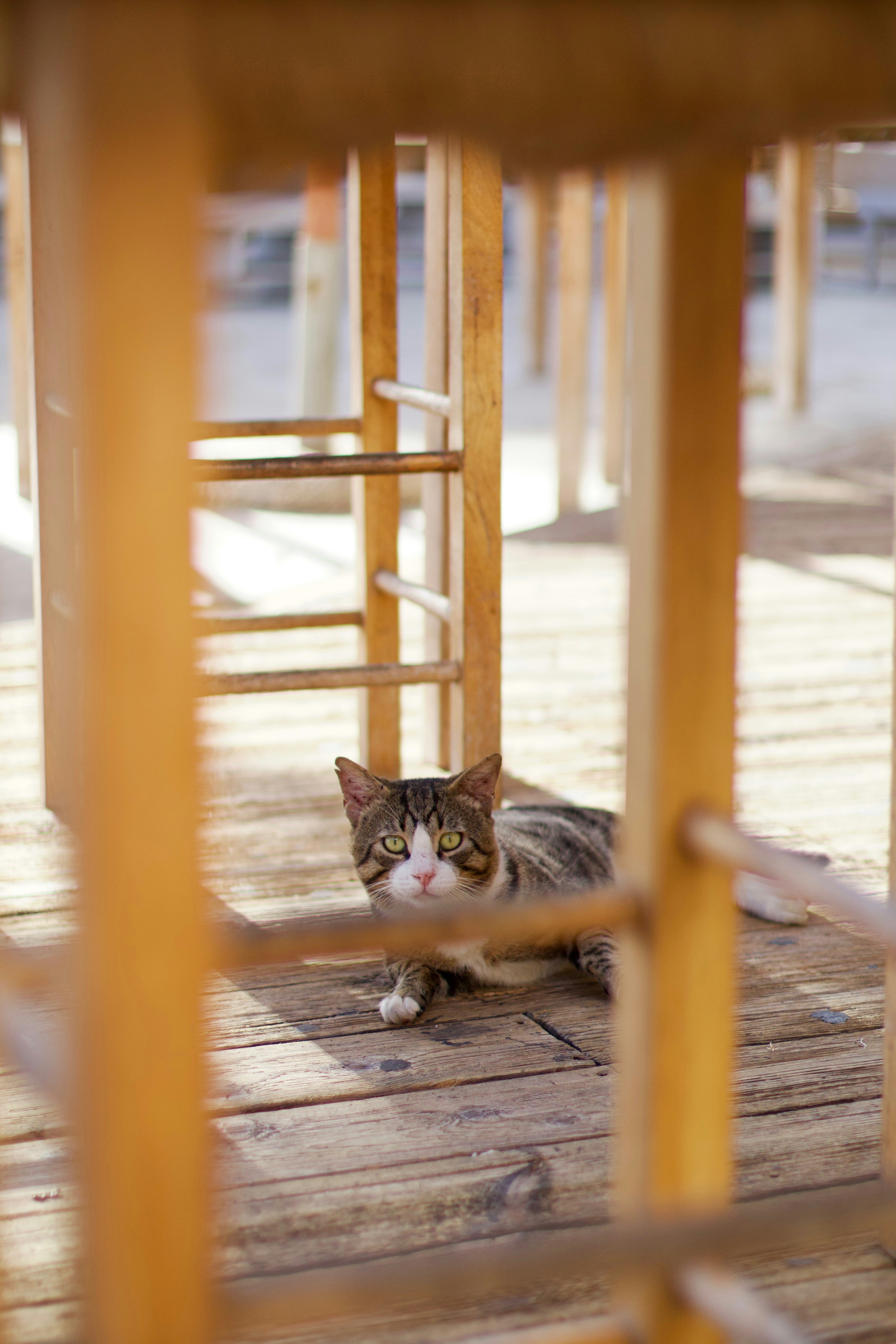 A tabby cat lies on a wooden deck under chairs.