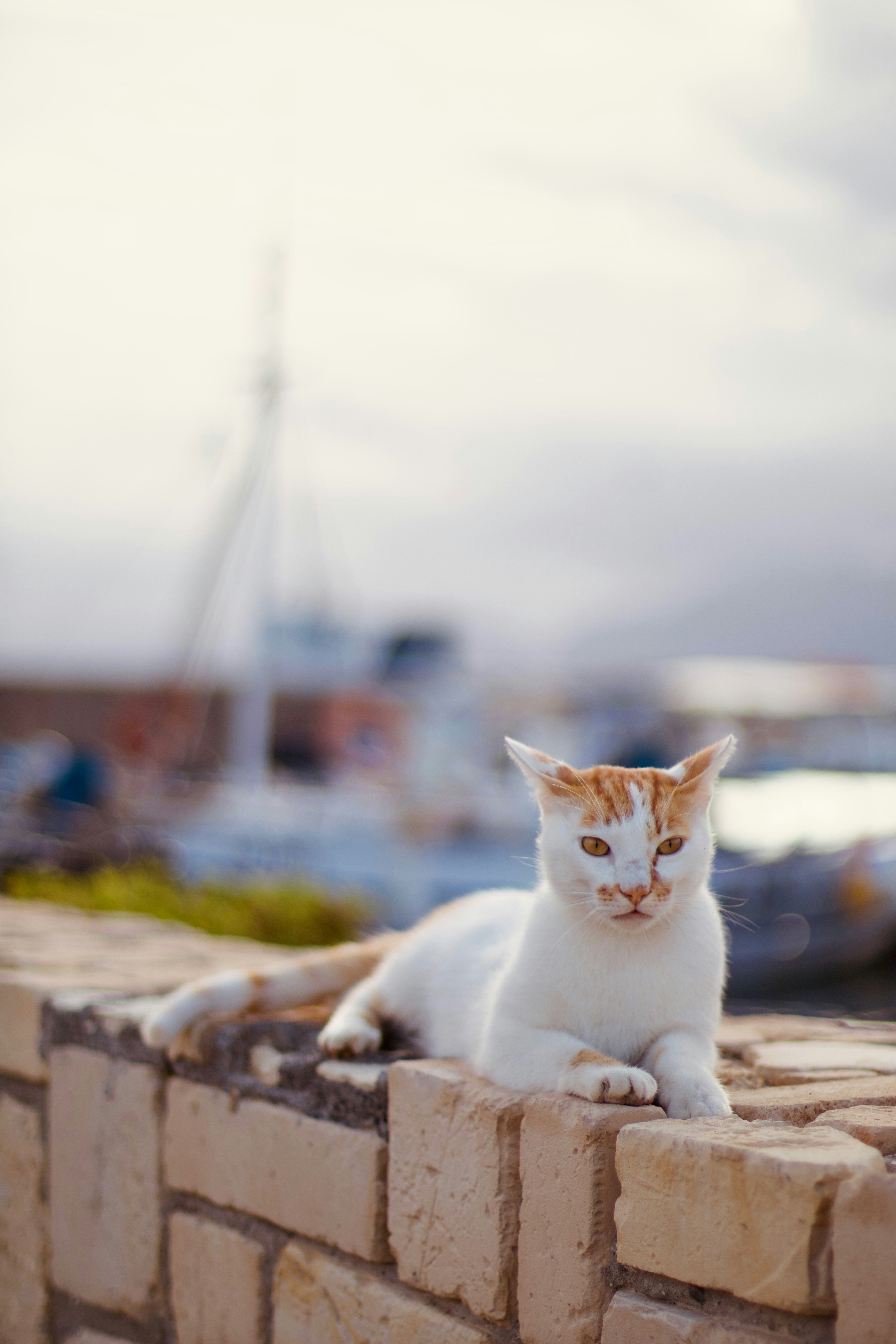 A white and orange cat rests on a brick wall.