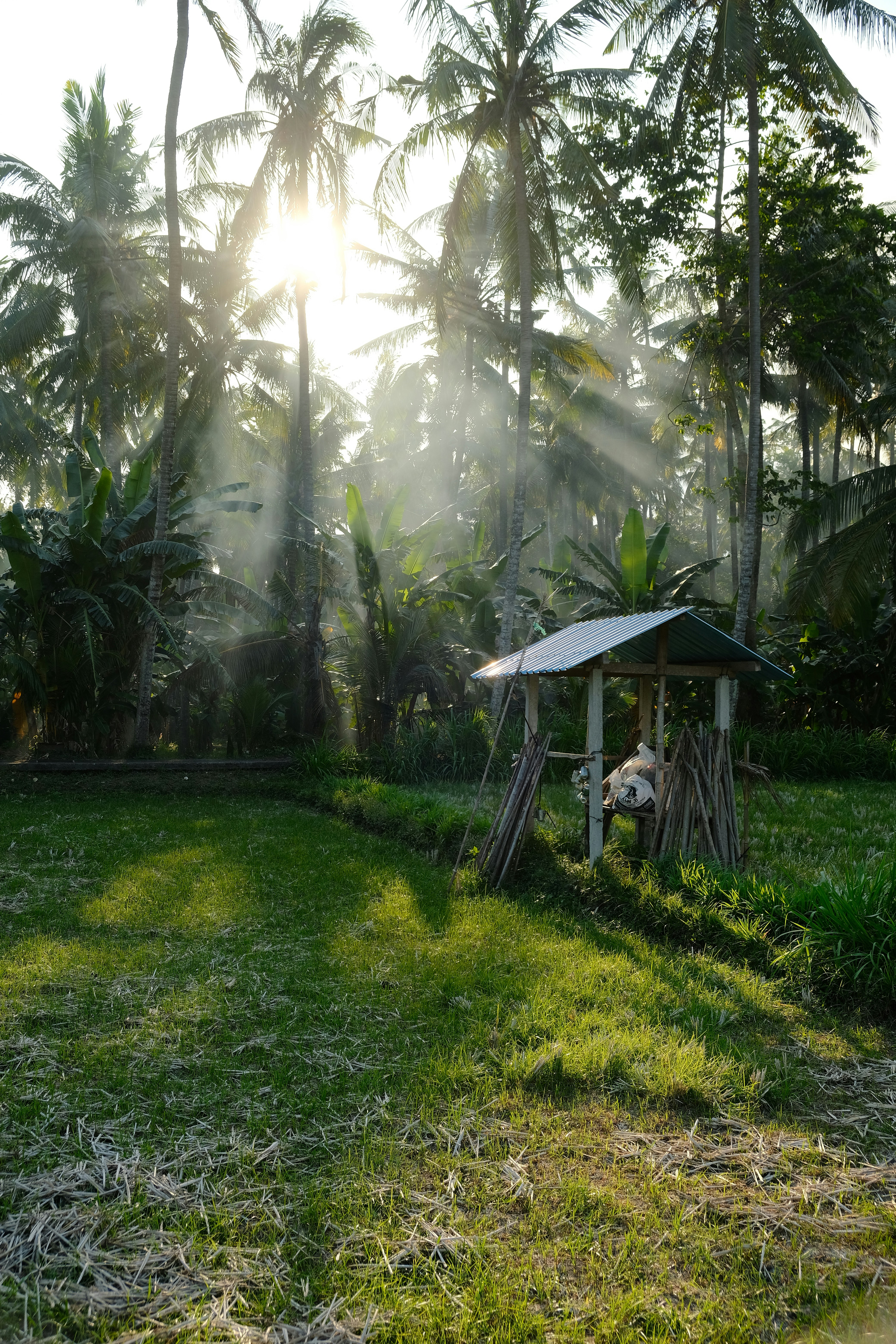 Morning Light Through Palm Canopy Hits a Humble Farm Shelter