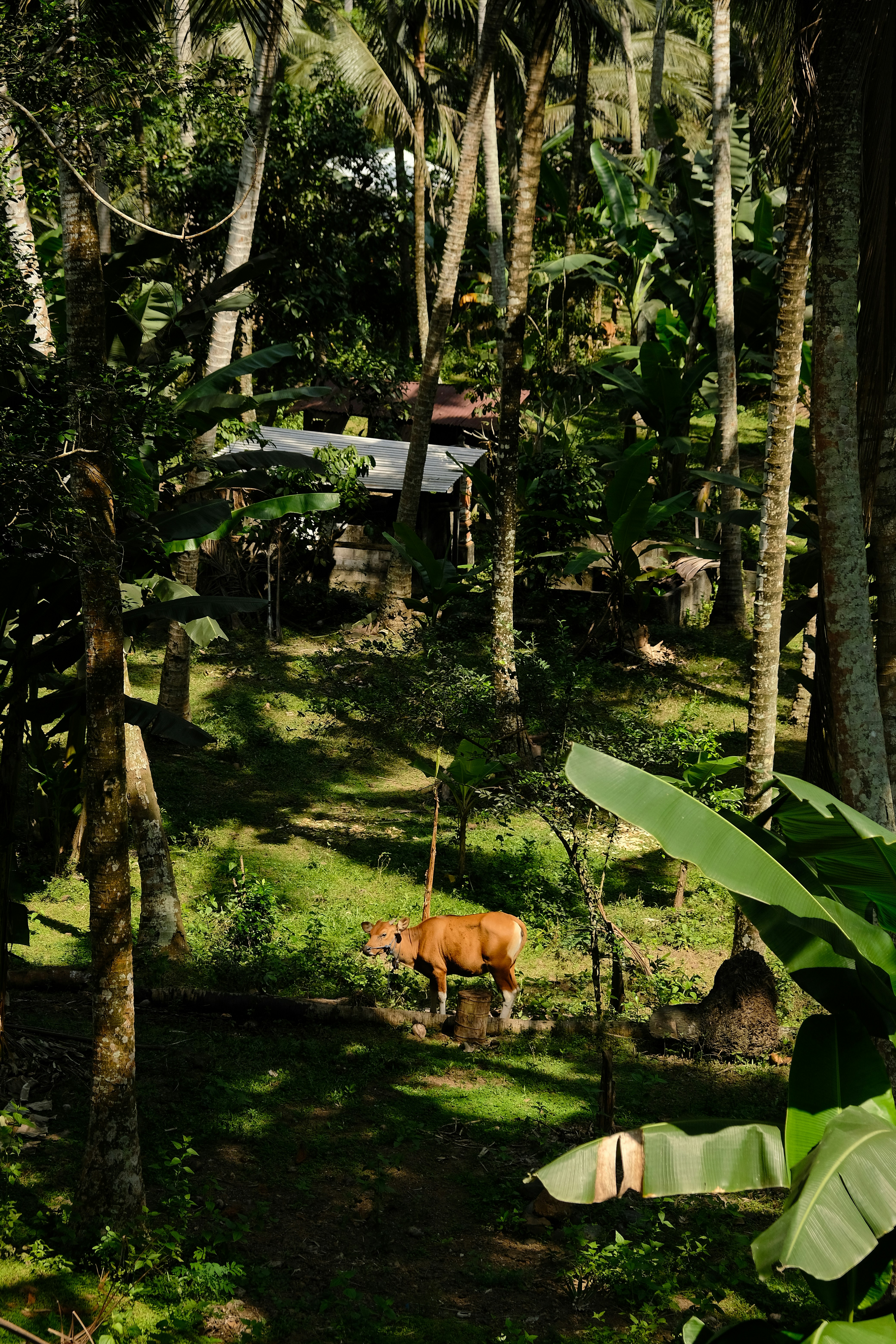 A cow grazes in a lush tropical forest clearing.