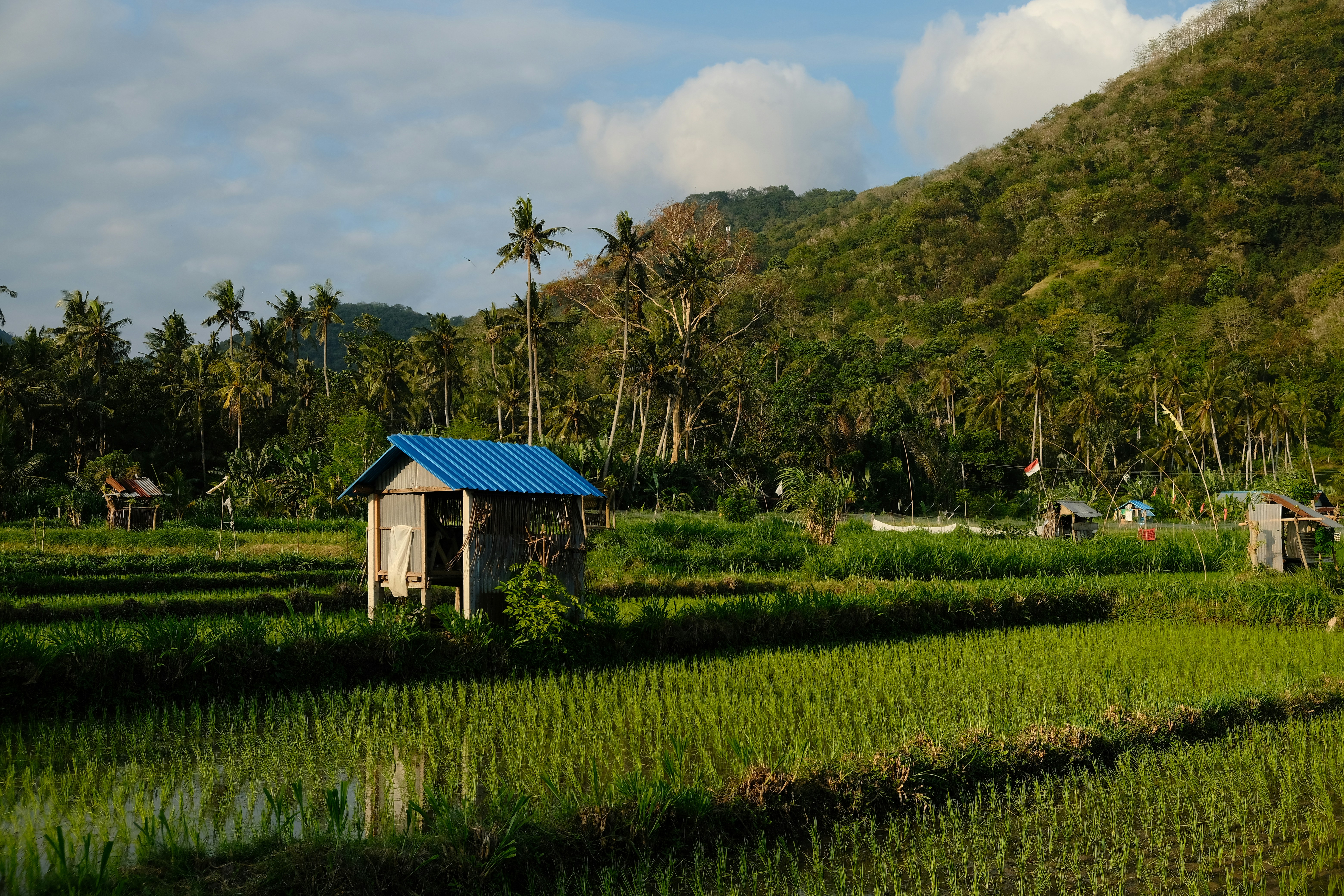 Small hut in a lush green rice field with mountains.