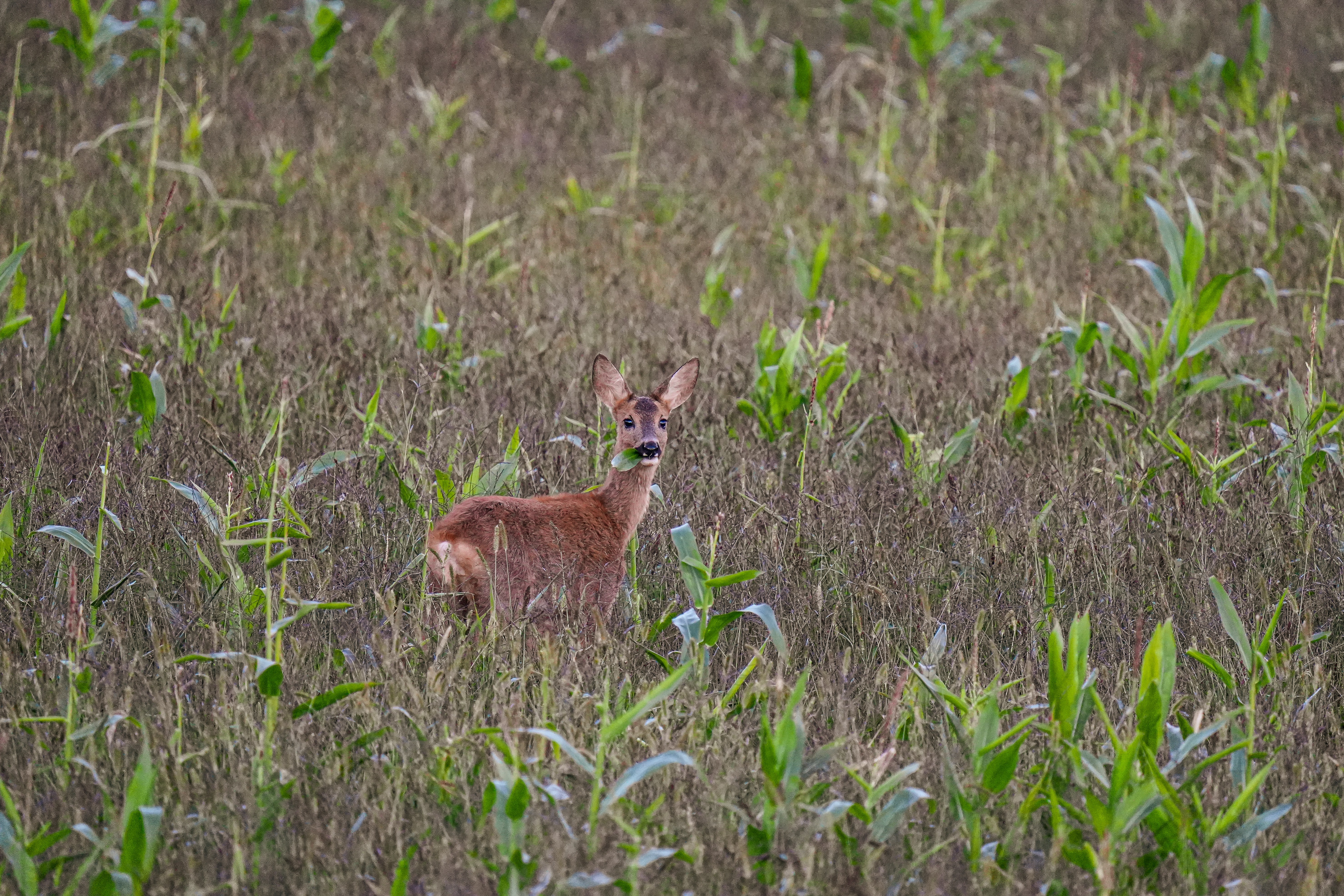 Whispers of the Wild: A Deer’s Moment of Serenity