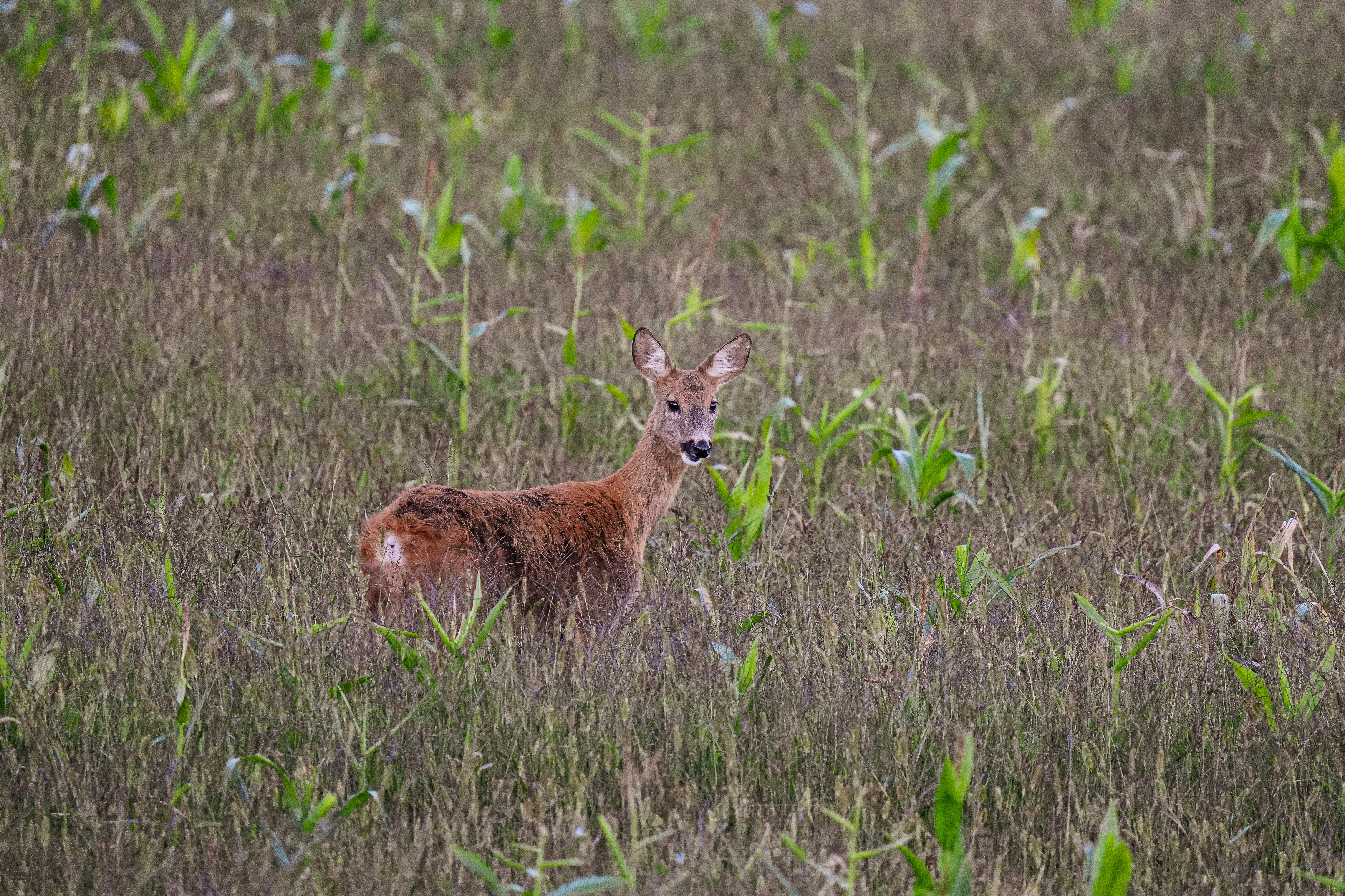 Photo by Nikola  Tomašić with Sony Alpha 7 IV