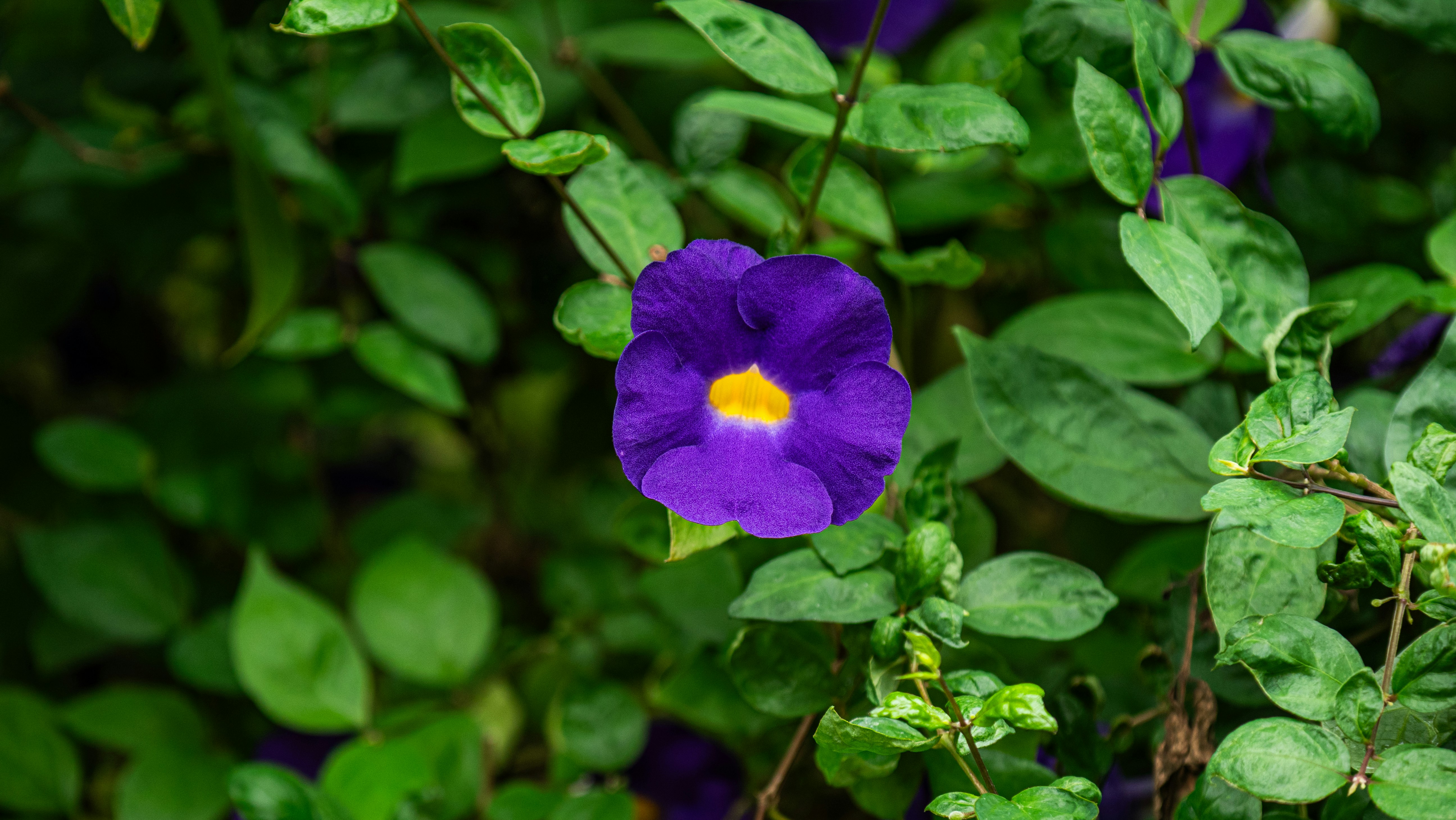 Violet Bloom Amidst Lush Greenery