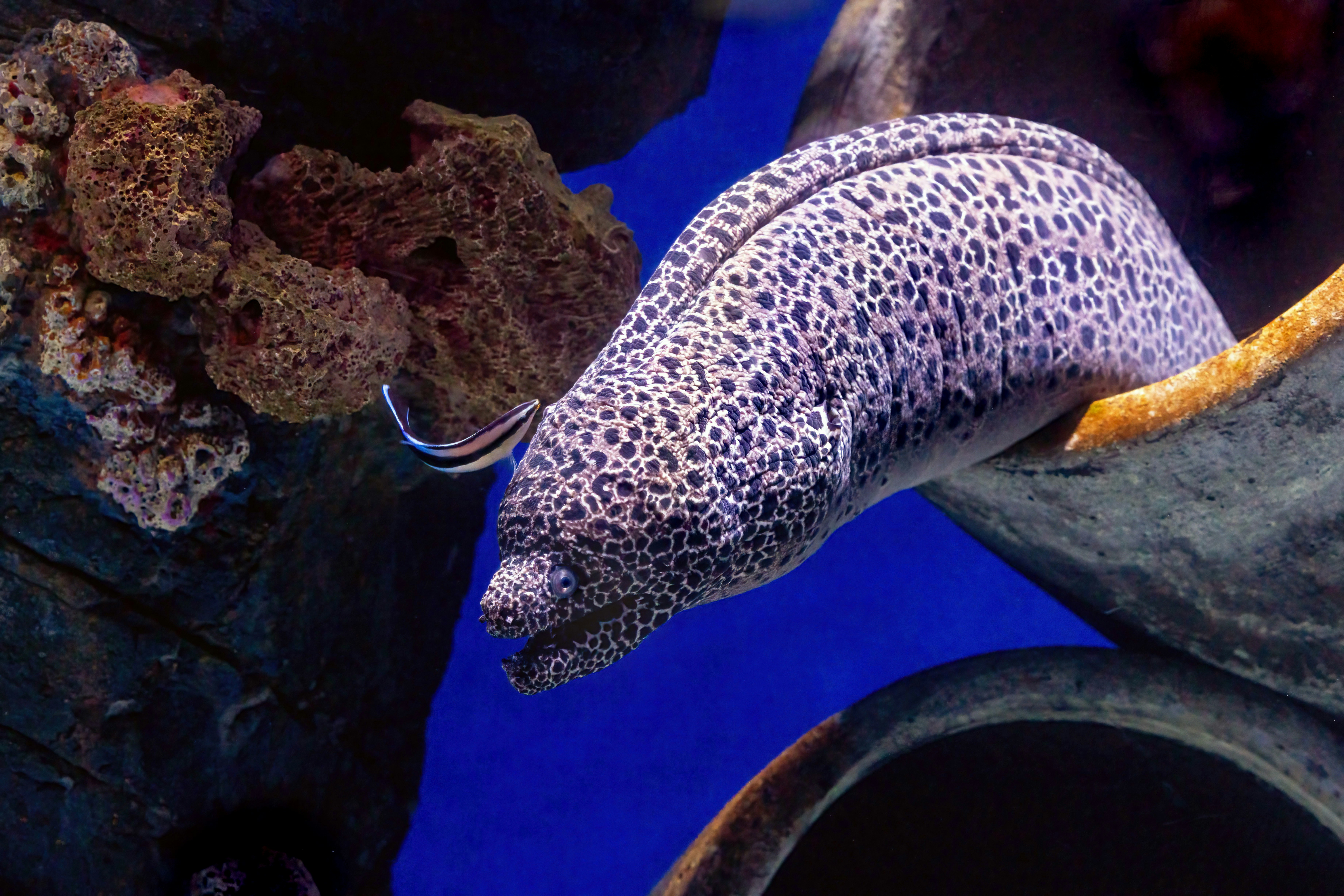 A spotted moray eel peeks out from a rock photo – Free Animal Image on ...