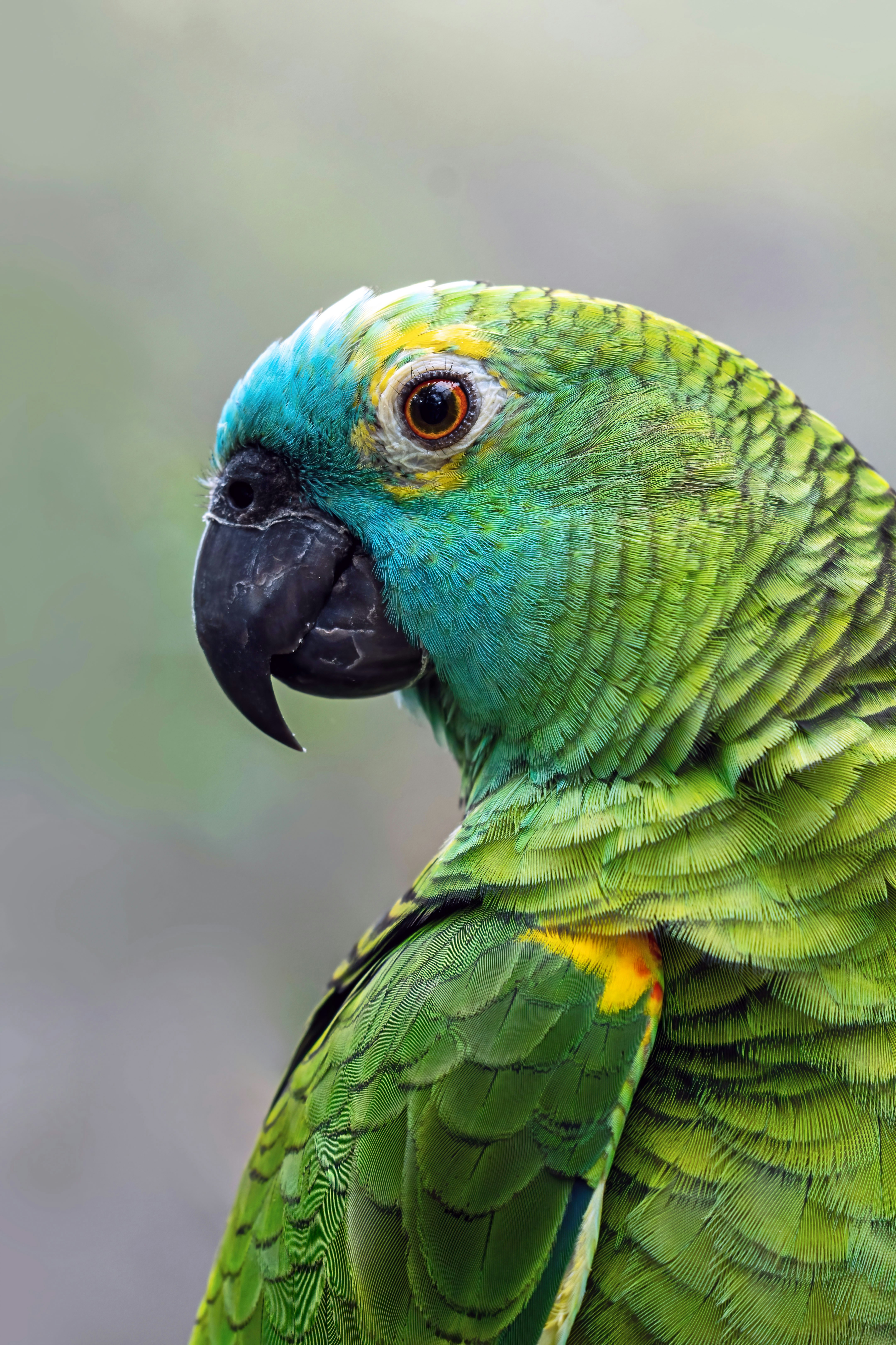 A Blue-fronted Amazon Parrot. Birdworld, Kuranda, Australia. | A close-up of a green parrot with a blue head.