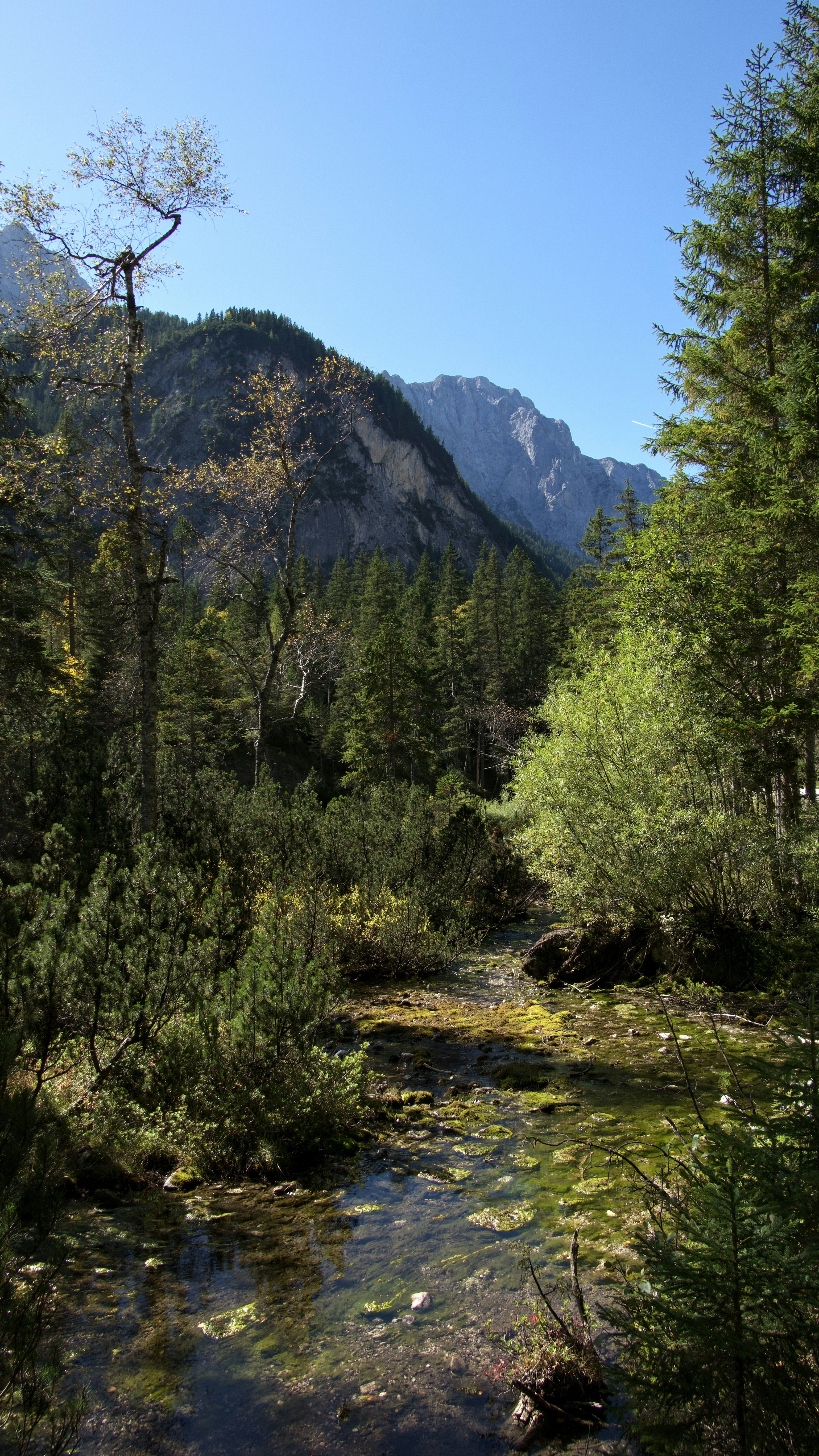 Clear stream flowing through a lush forest with towering mountains in the background. Bright blue sky enhances the serene atmosphere.
