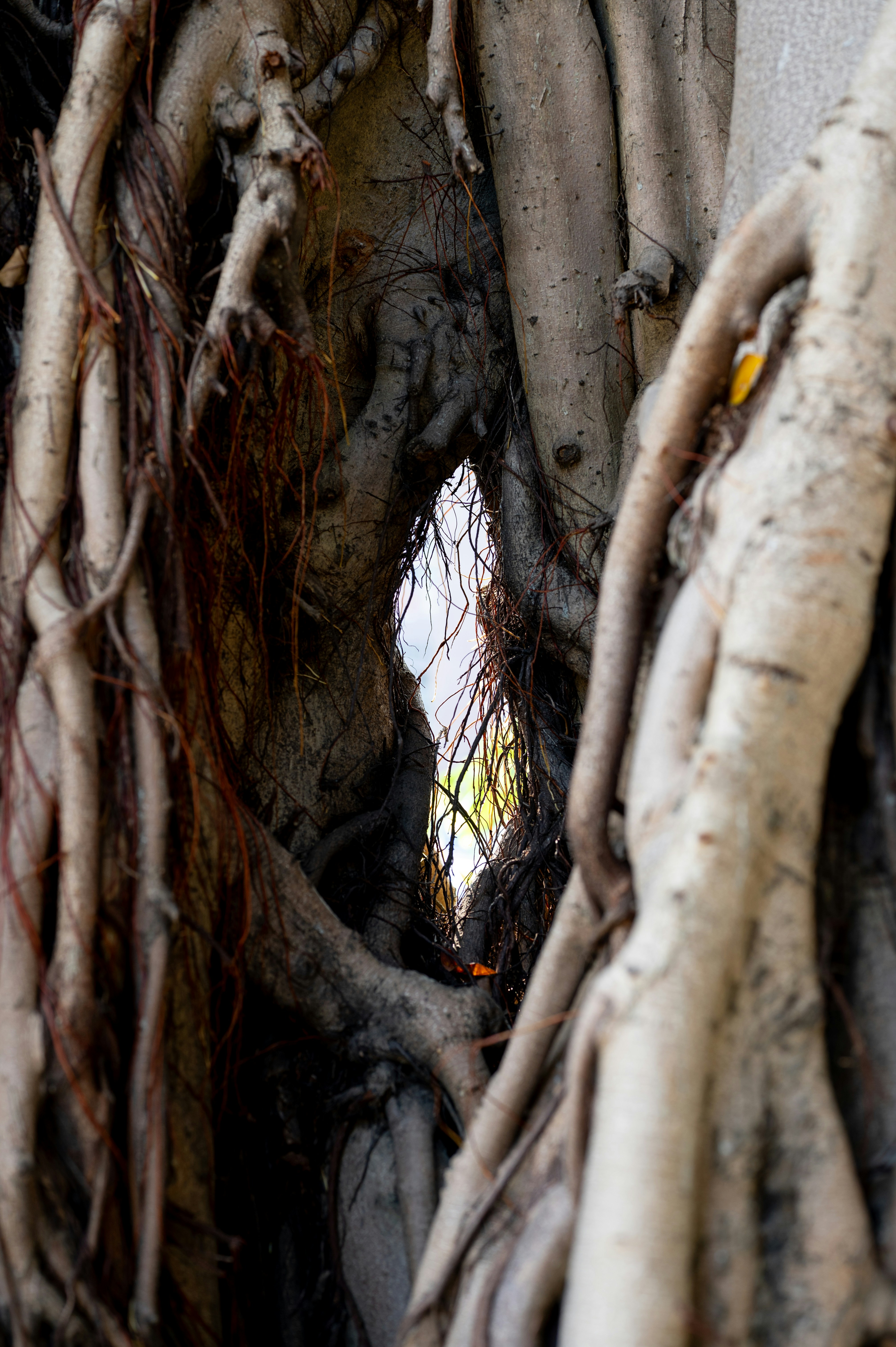 Gnarled tree roots form an opening to the sky