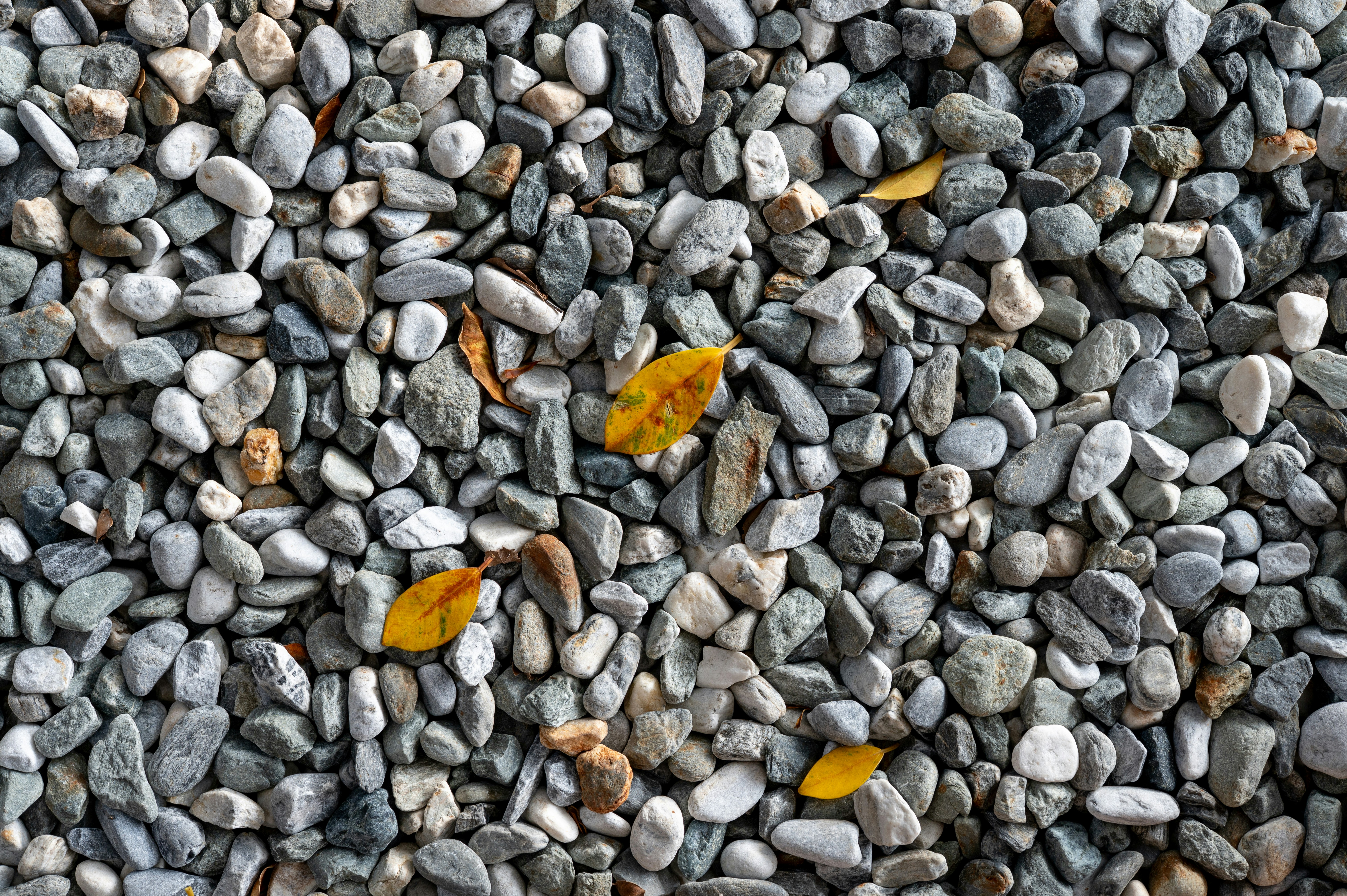 Nature's Mosaic: A Tapestry of Stones and Leaves