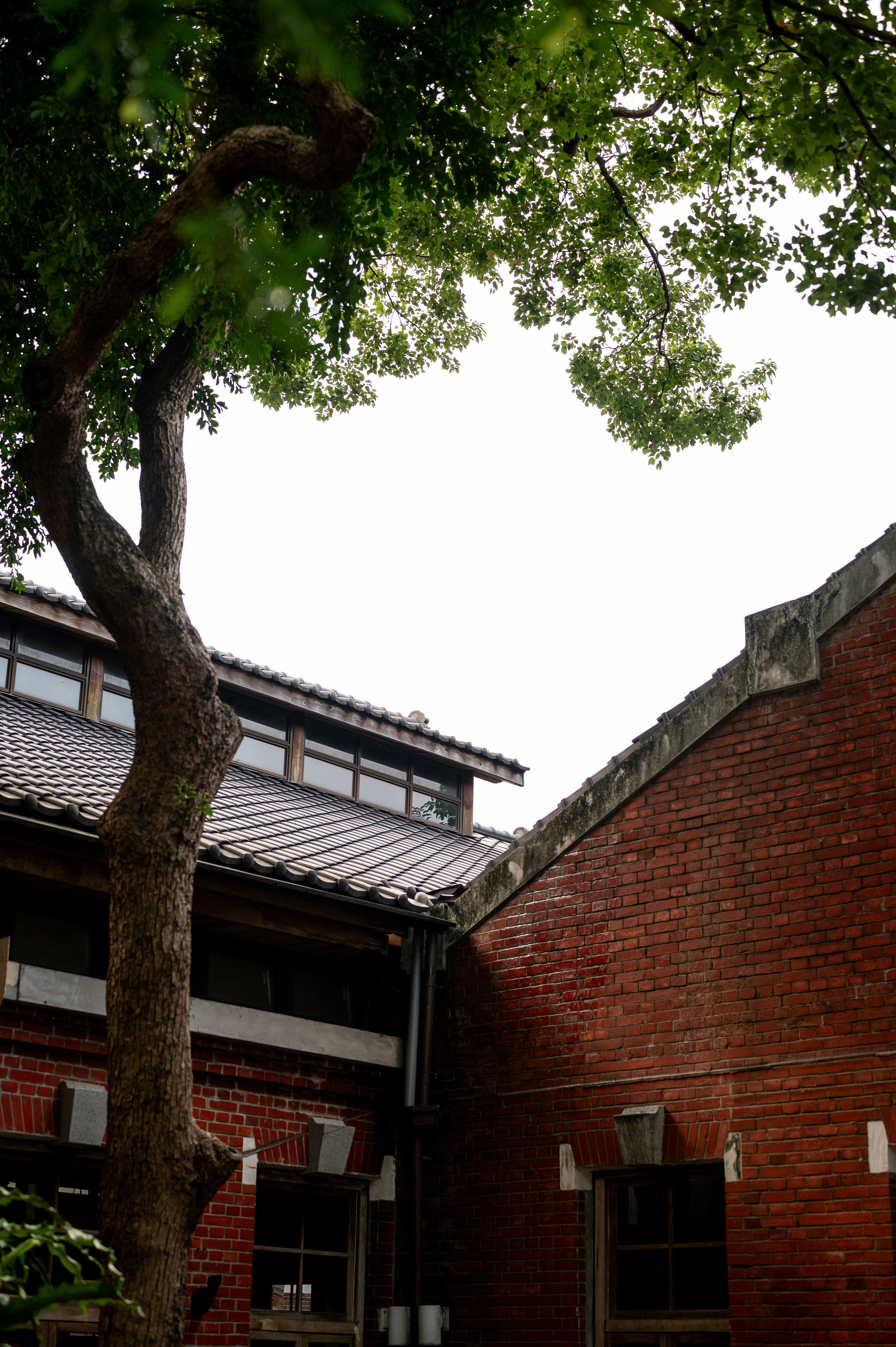 Courtyard Frame: A Gnarled Tree Against Weathered Brick Walls