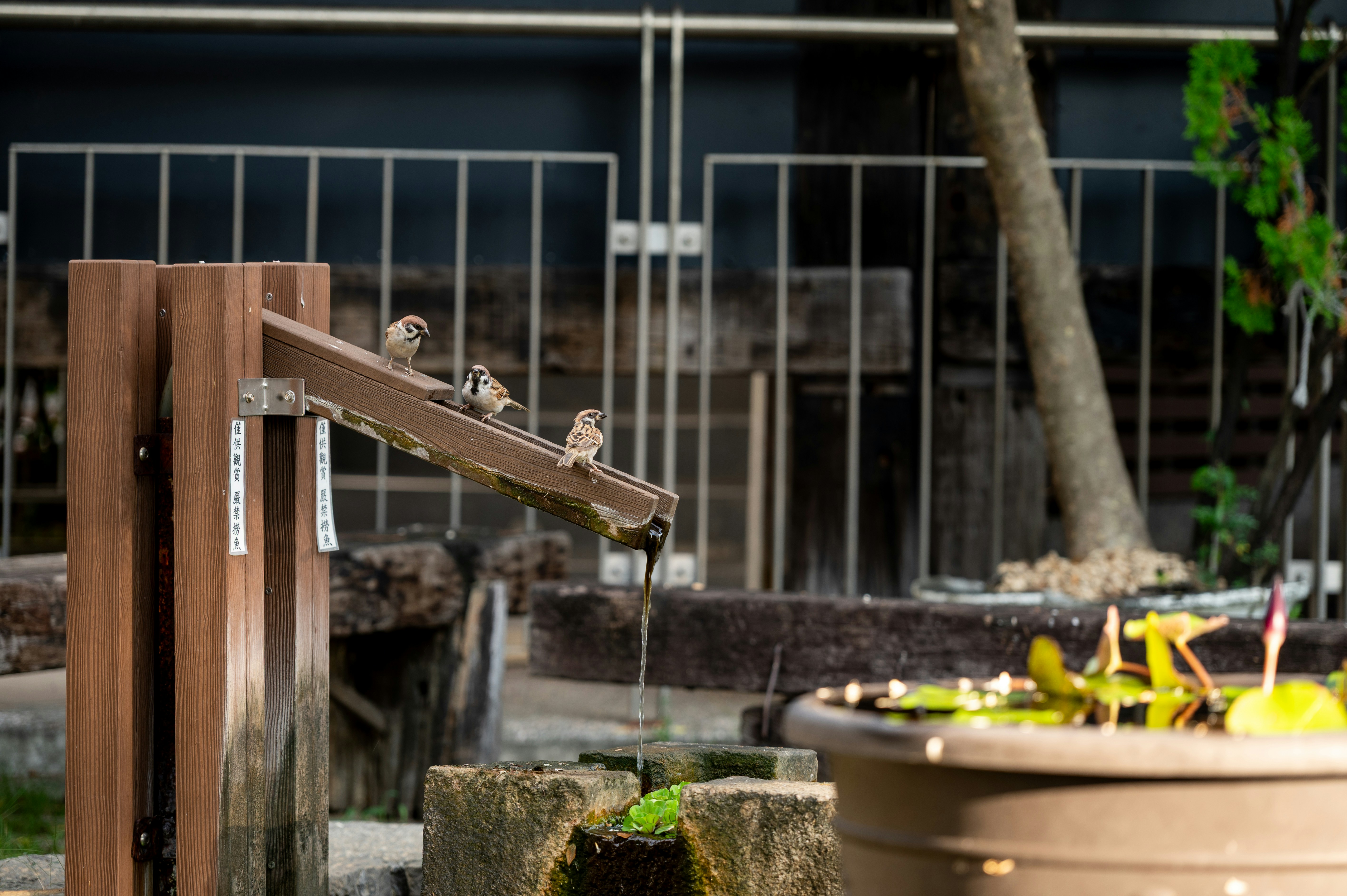 Three sparrows on a weathered spout guarding a quiet courtyard fountain