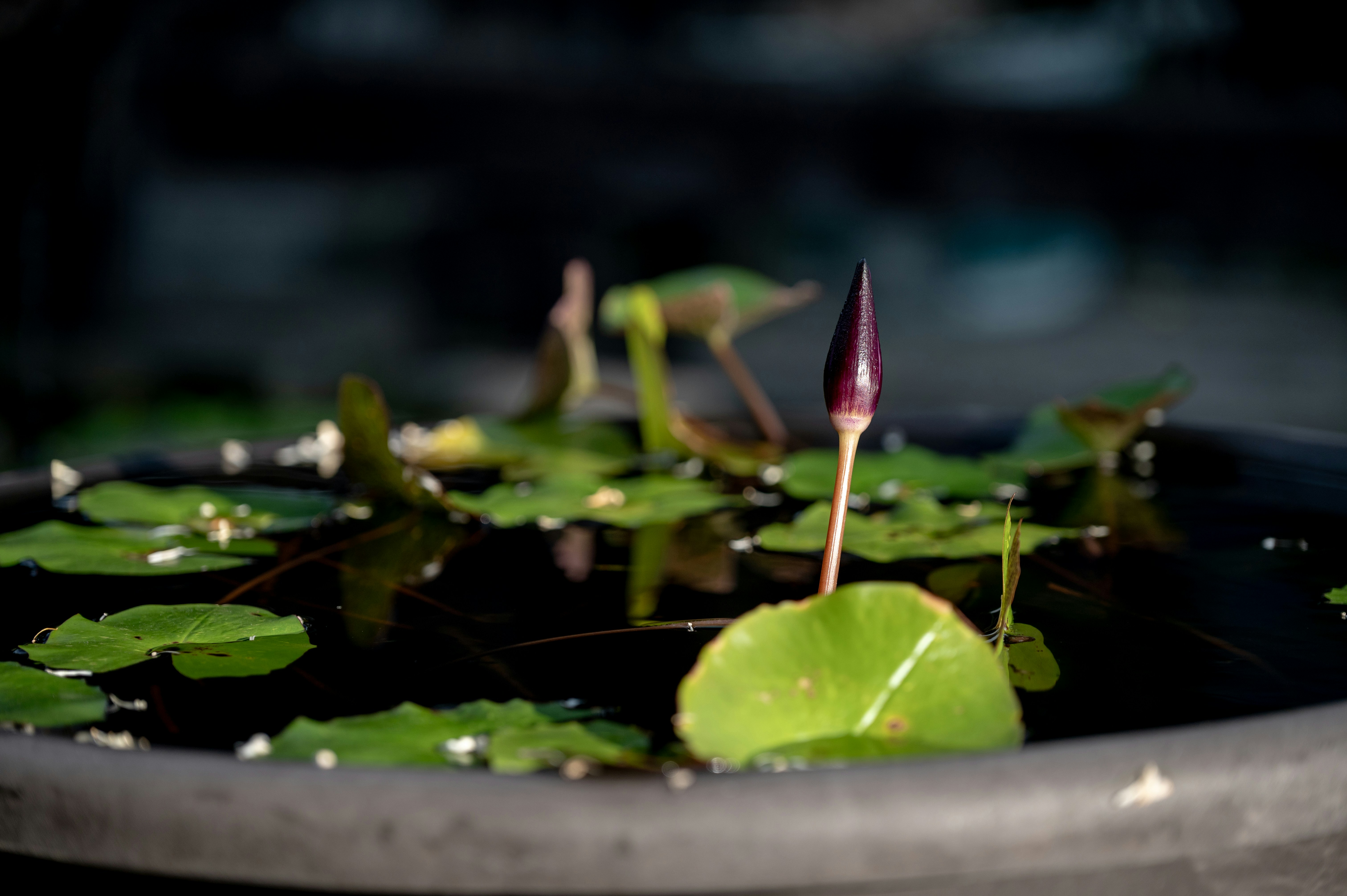 Emerging Serenity: A Water Lily's Journey