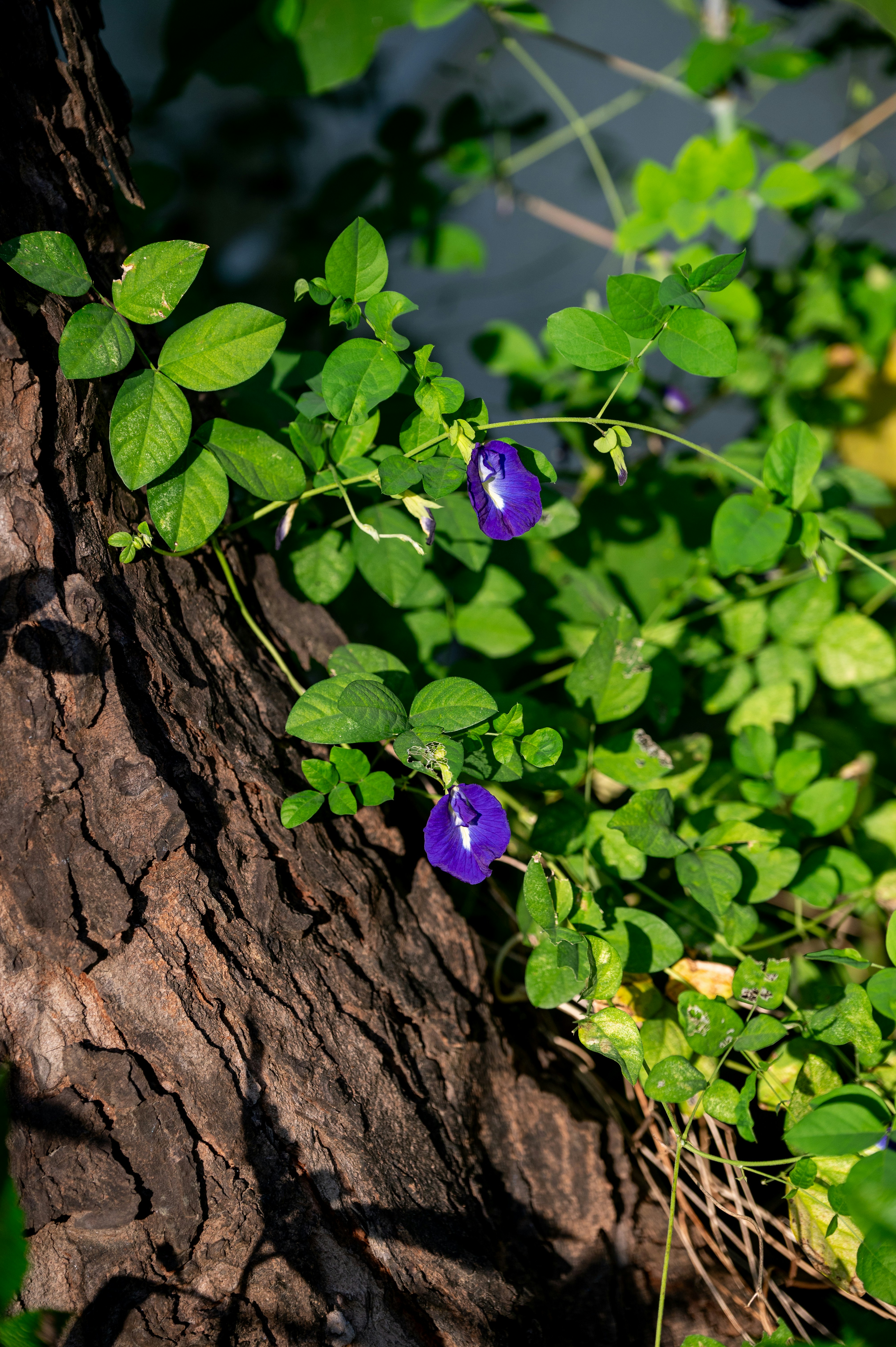 Purple flowers bloom on a vine next to tree bark.