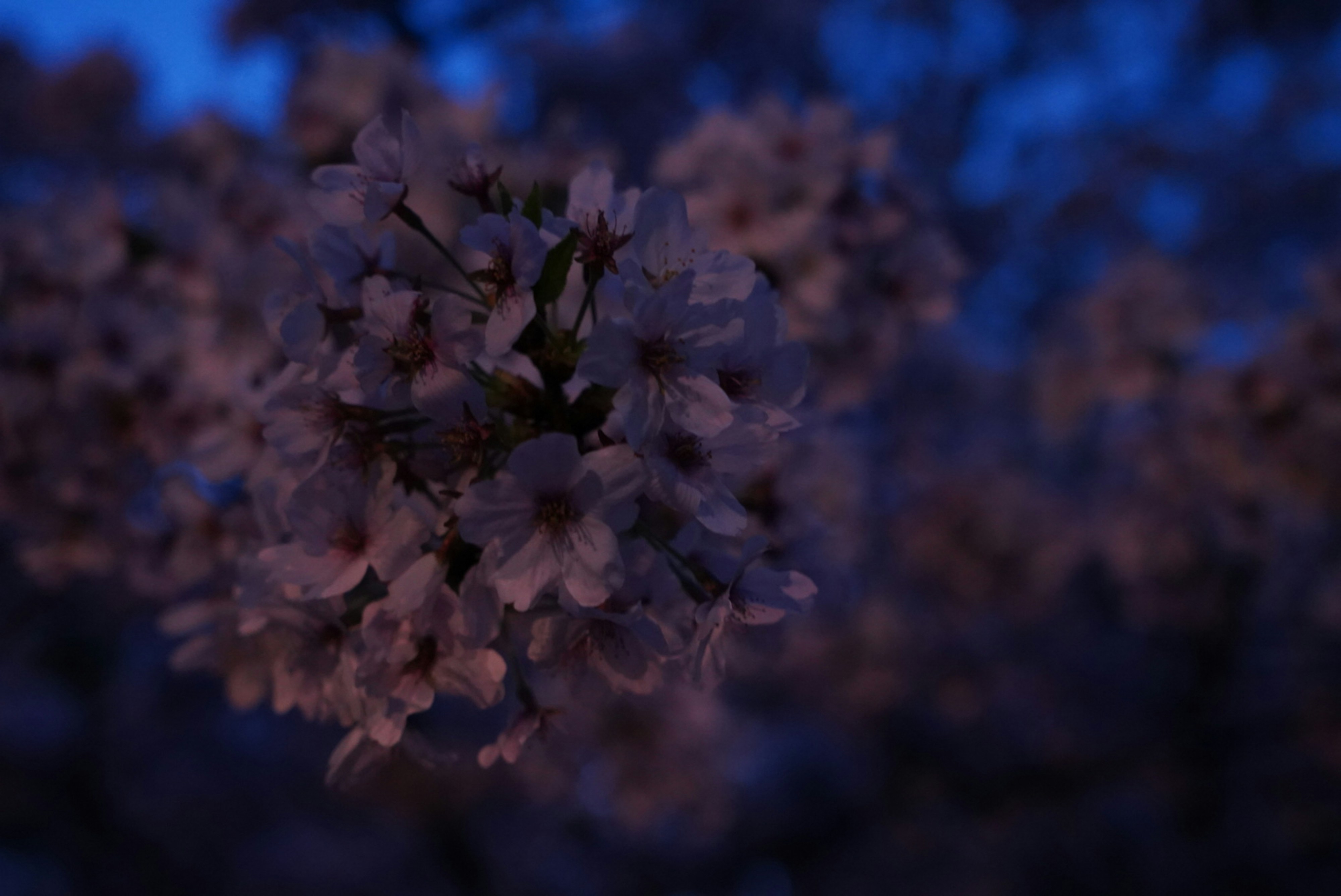 OSAKA | Close up of cherry blossoms at dusk
