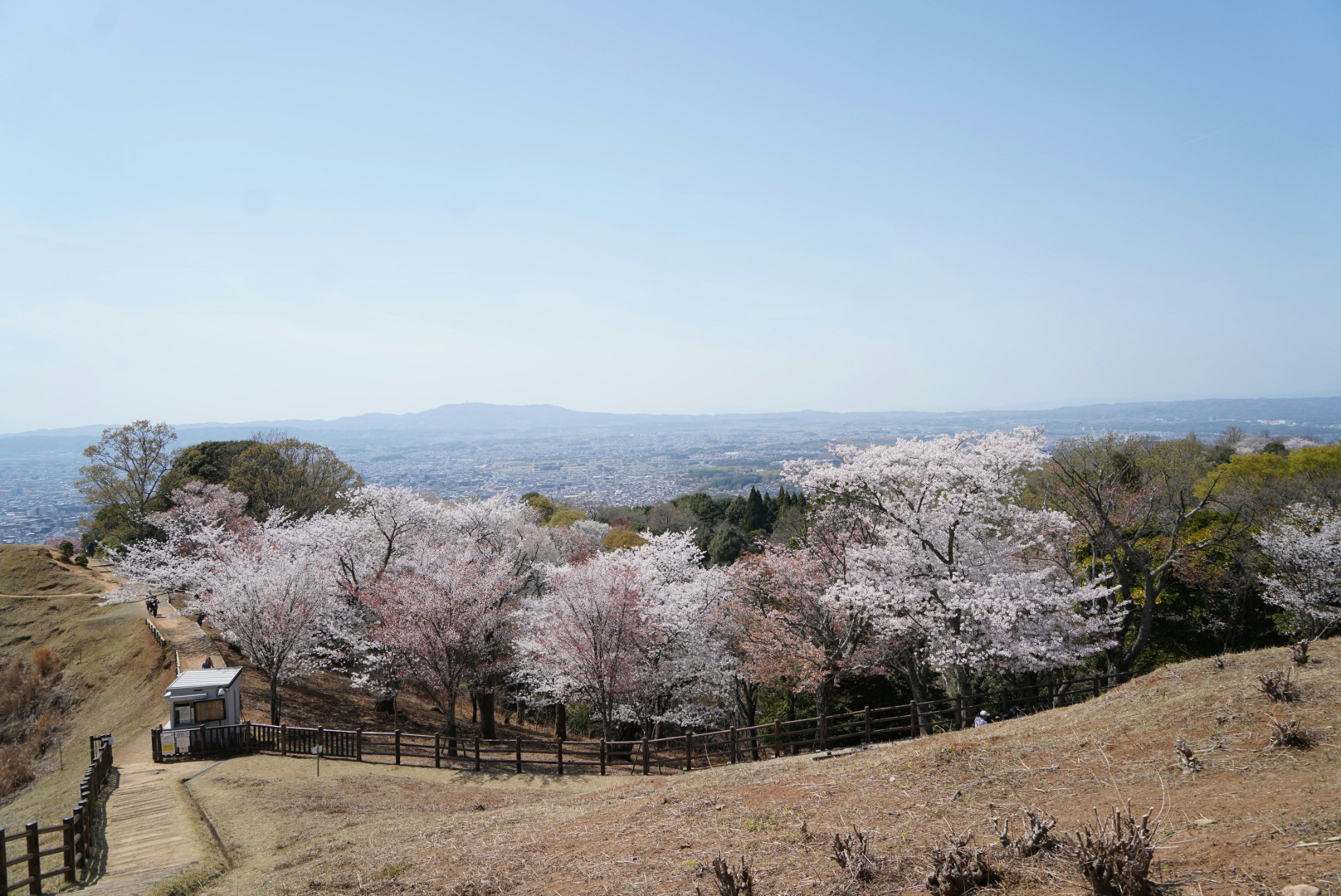 Cherry blossoms bloom on a hillside overlooking a city.