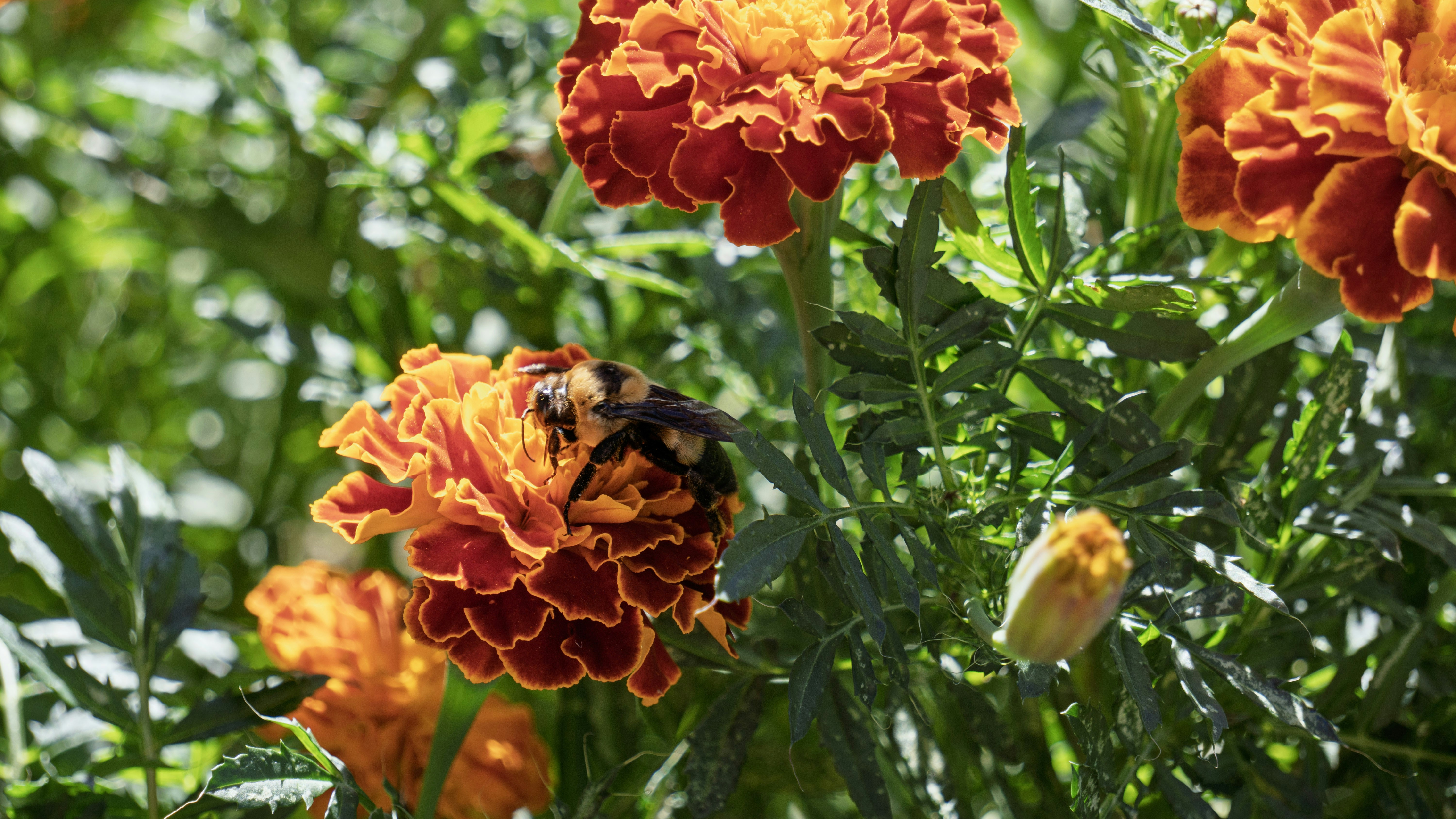 A bee collects nectar from an orange marigold flower.