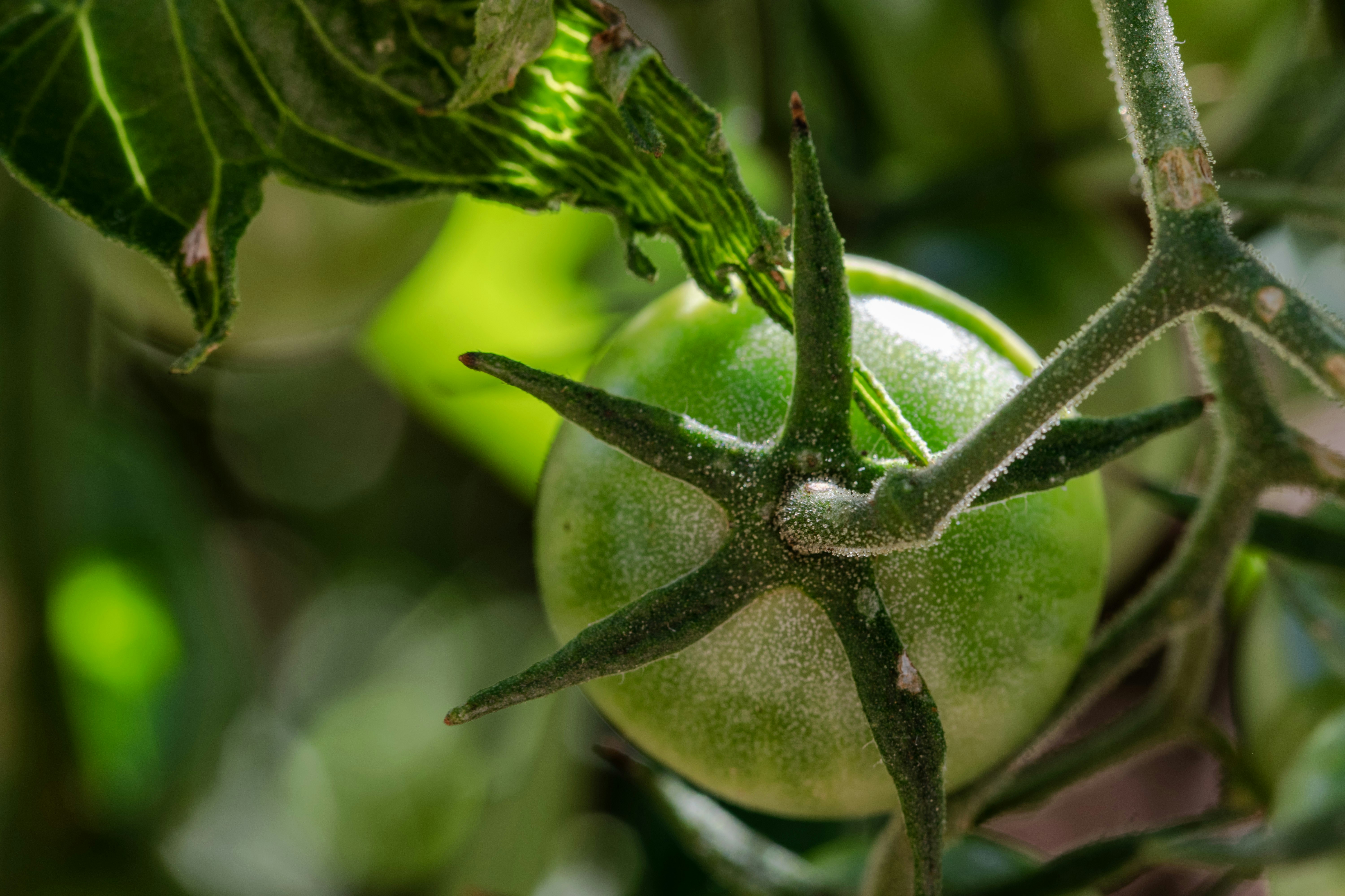 Nature's Green Gem: The Untamed Tomato