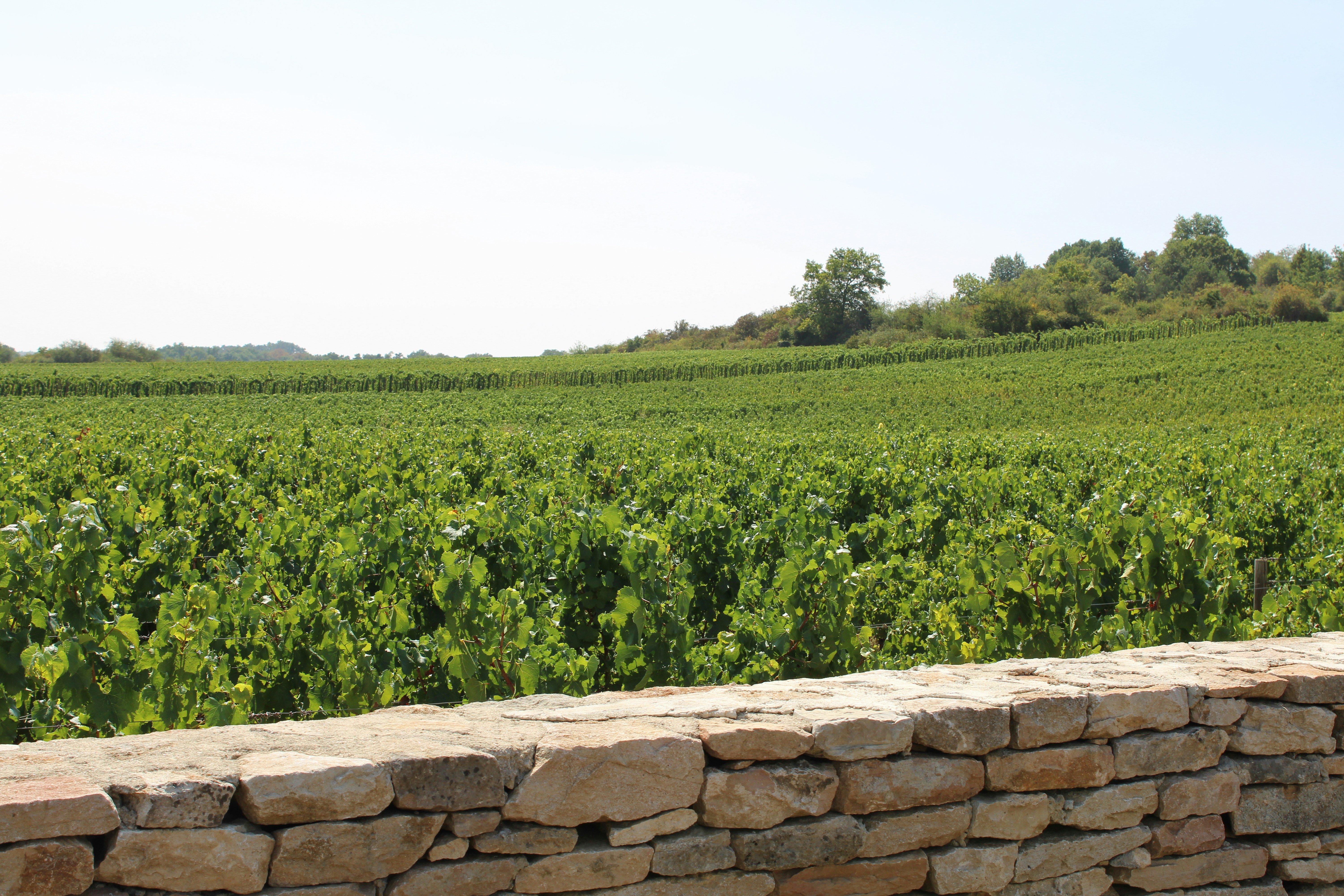 Verdant Embrace: The Lush Vineyards of Serenity