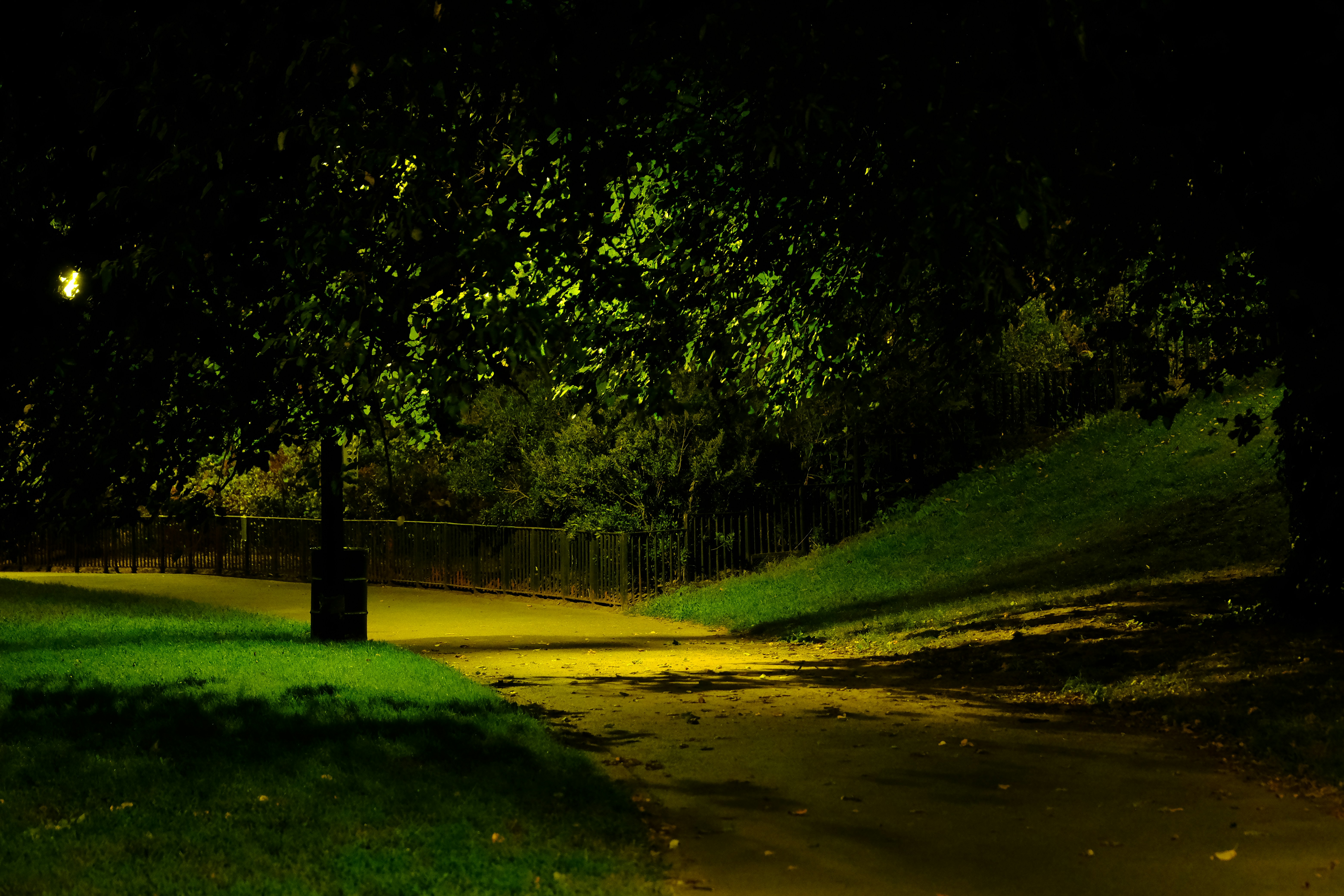 Emerald Pathway Under Moonlit Canopy