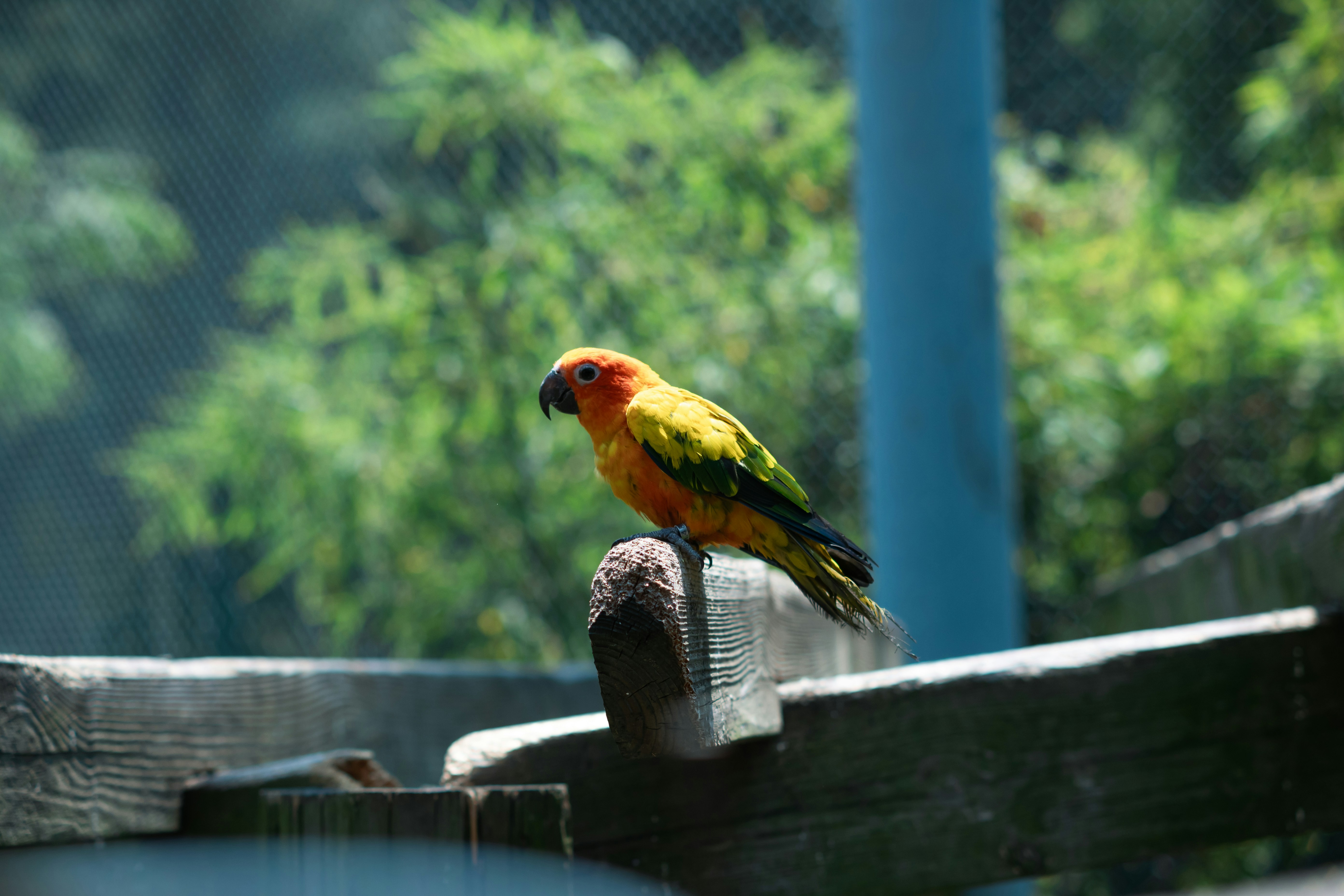 A colorful parrot perched on a wooden beam. photo – Free Bird Image on ...