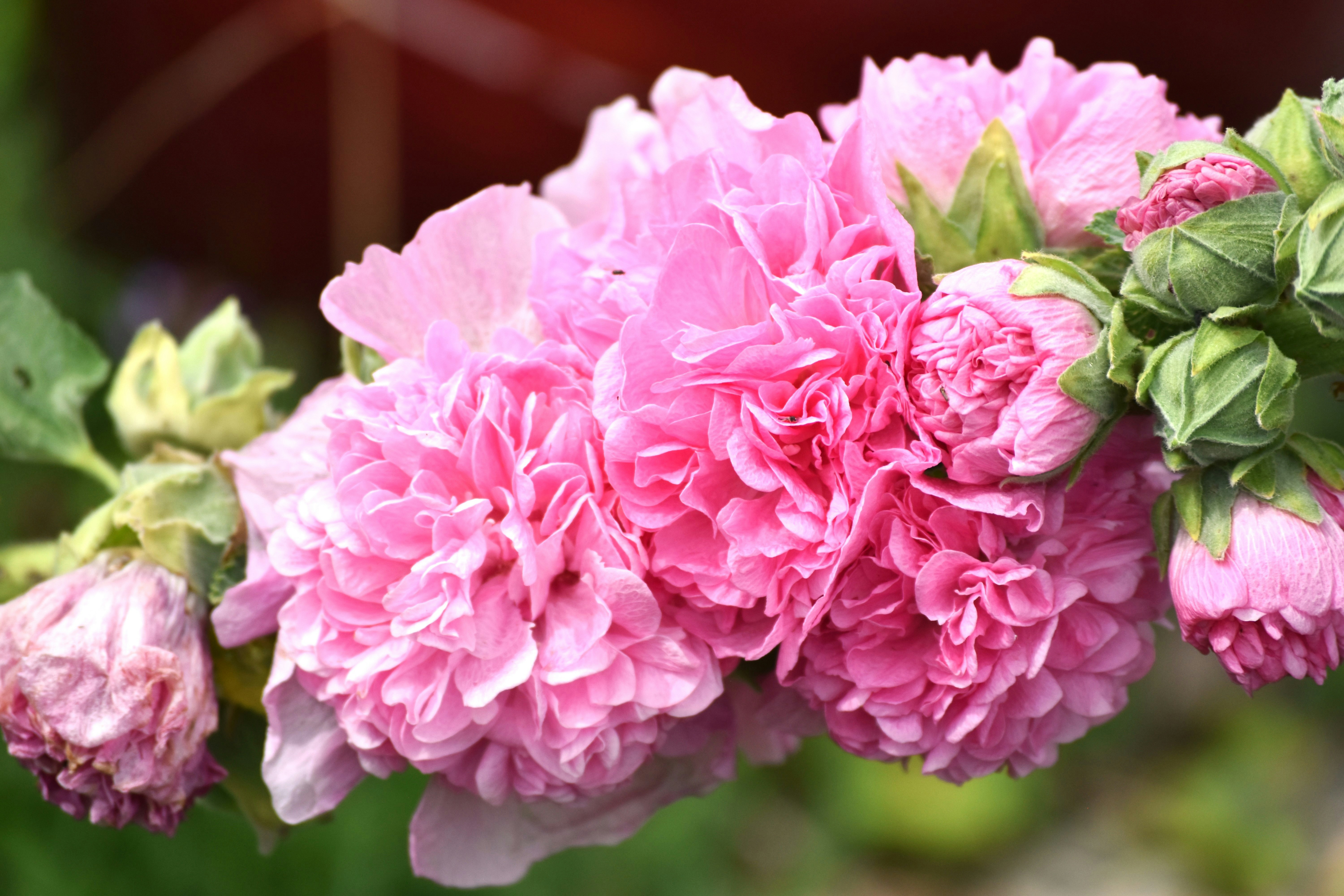 Pink Flowers | Close-up of vibrant pink hollyhock flowers blooming flowers blooming