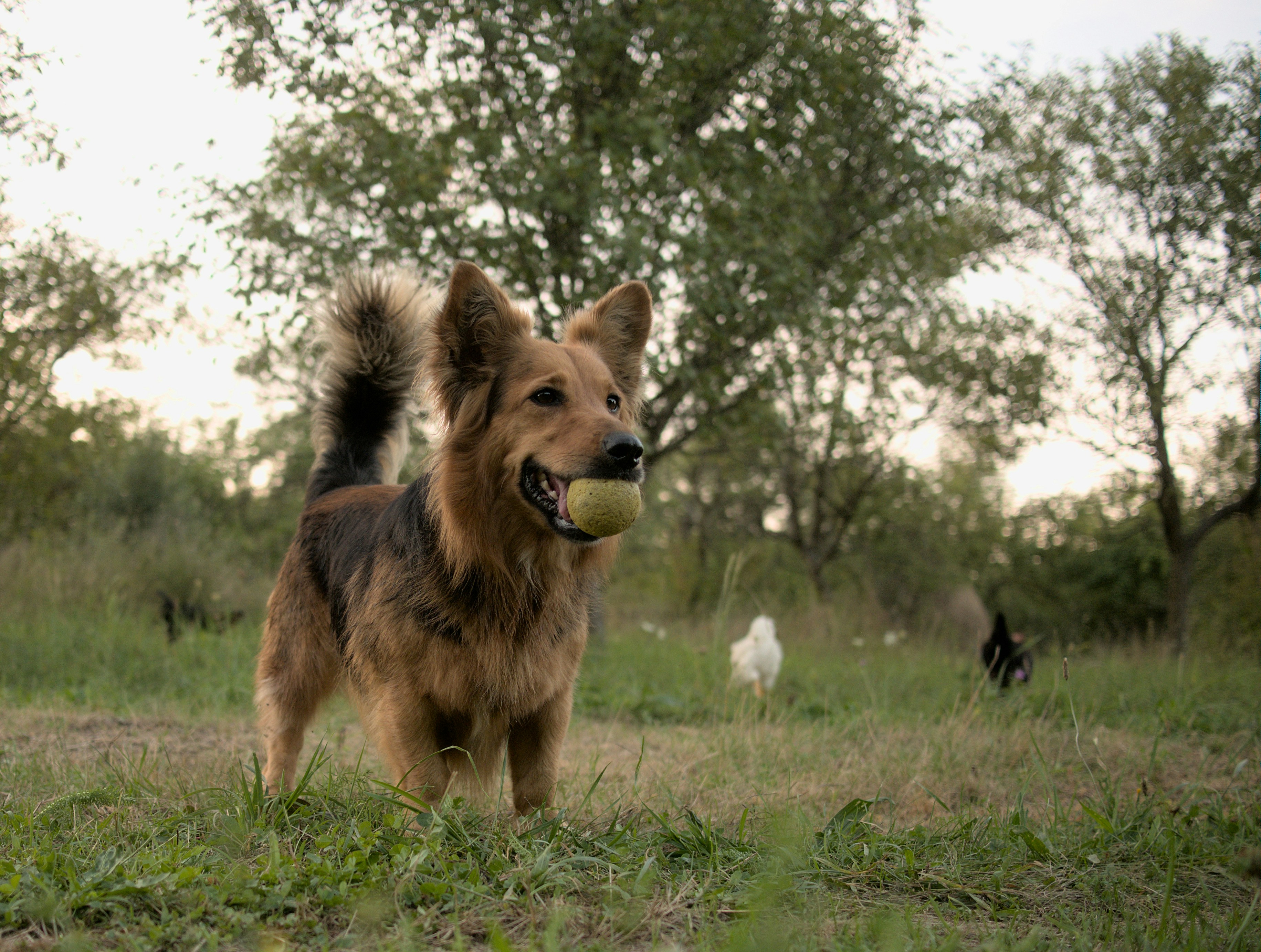 Joyful Playtime in the Greenery