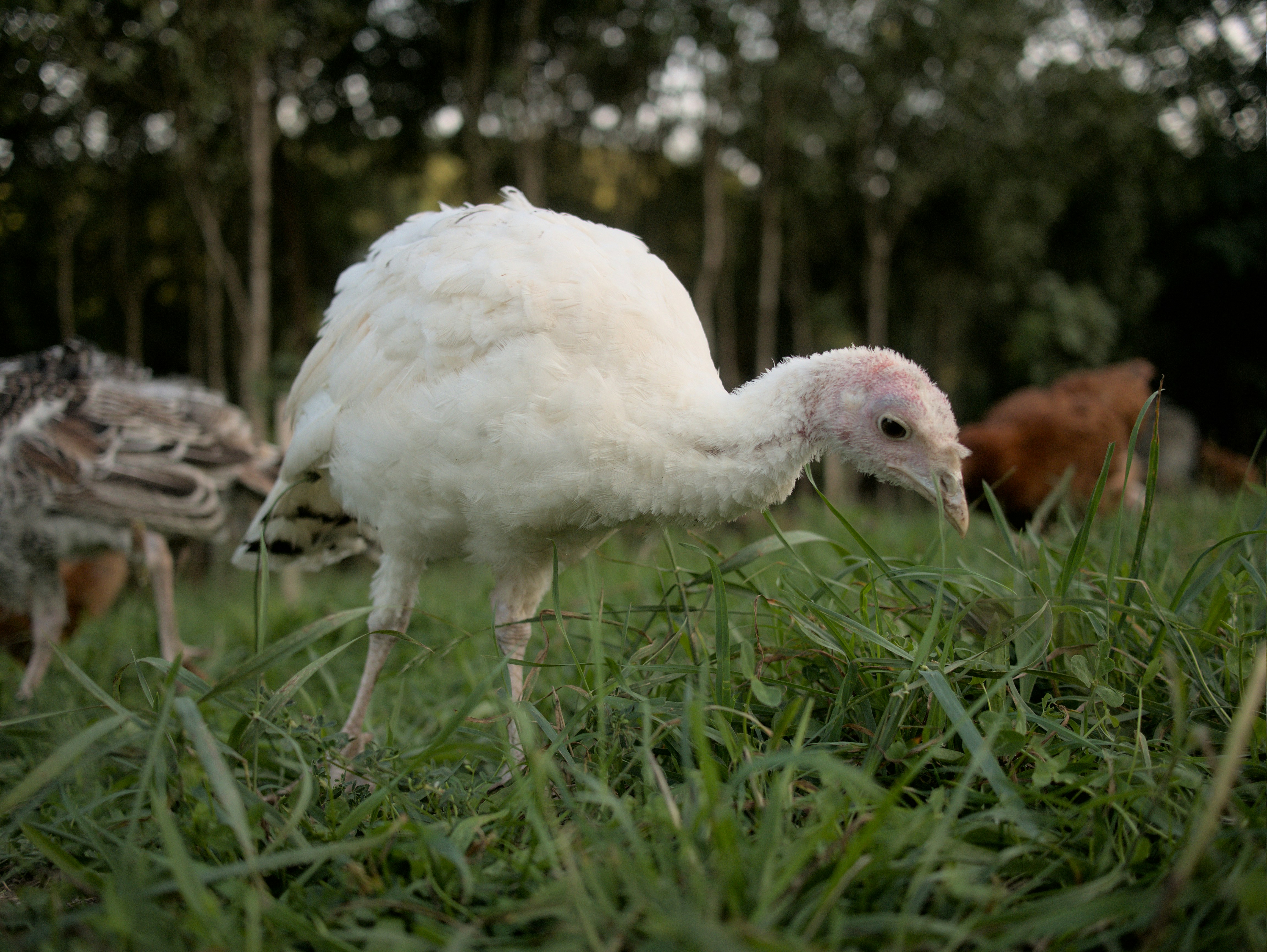 The Curious Forager: A Young Turkey's Exploration