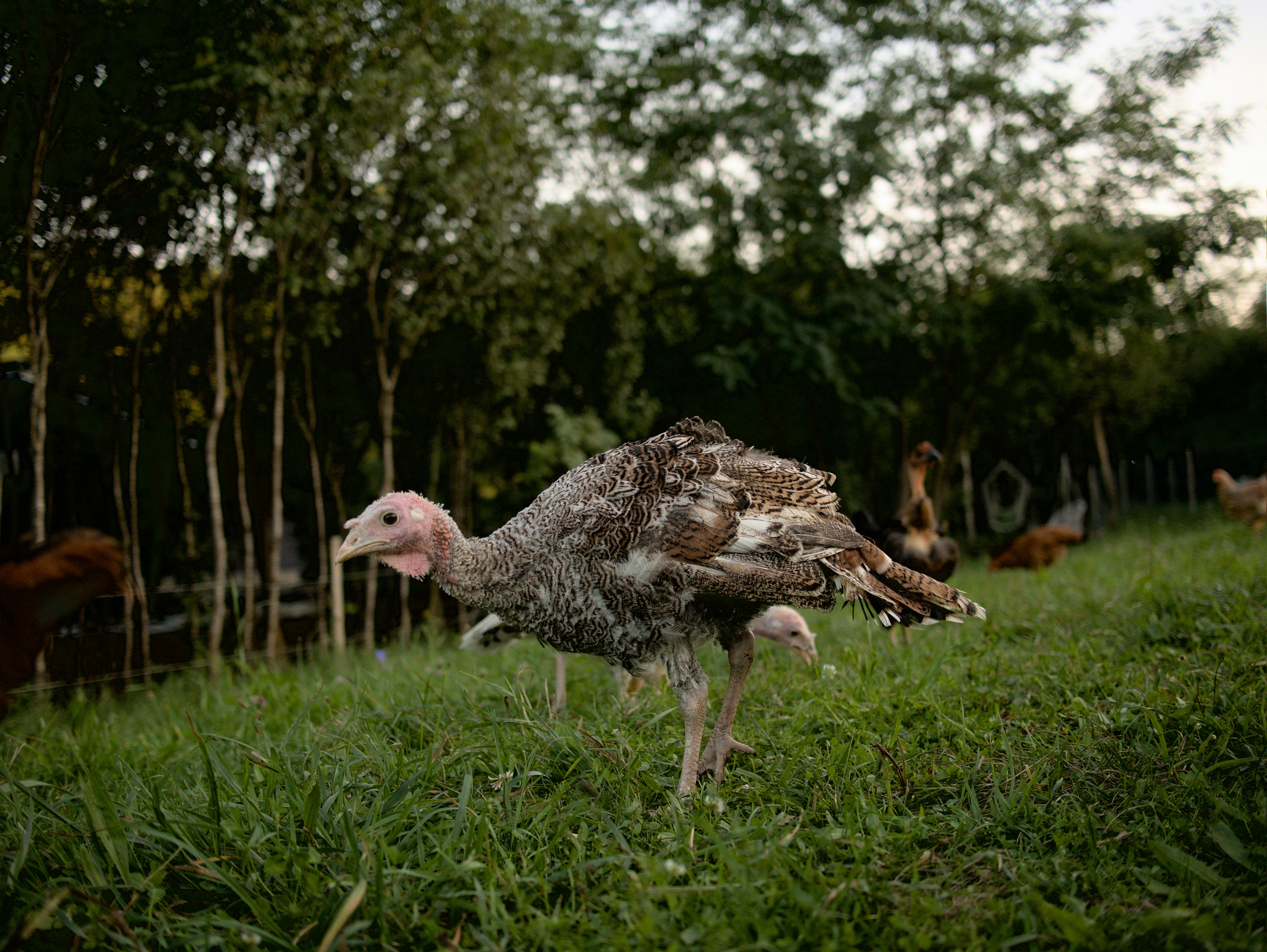 A young turkey stands in a grassy field. photo – Free Animal Image on ...
