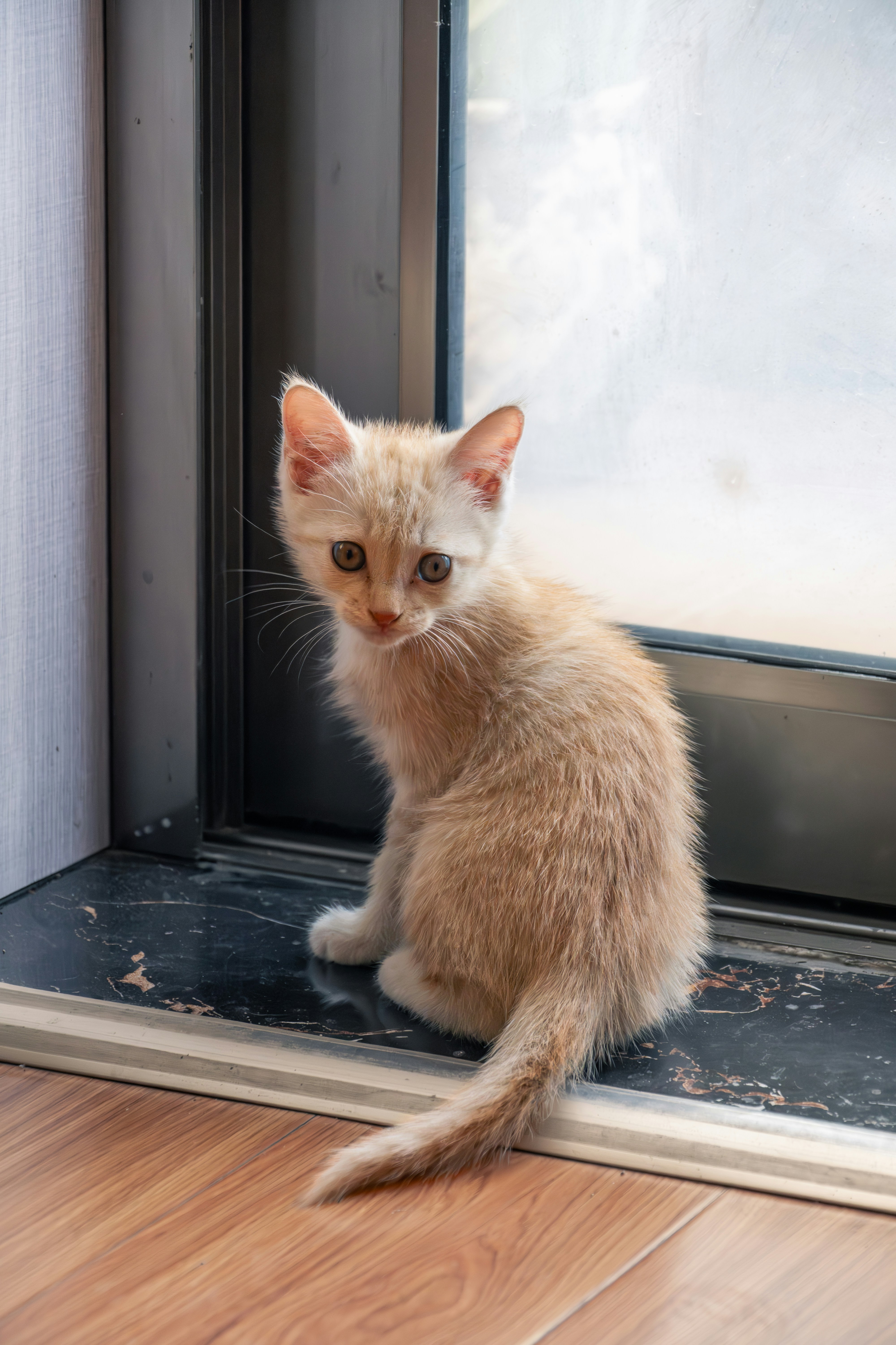 Whiskers of Curiosity
