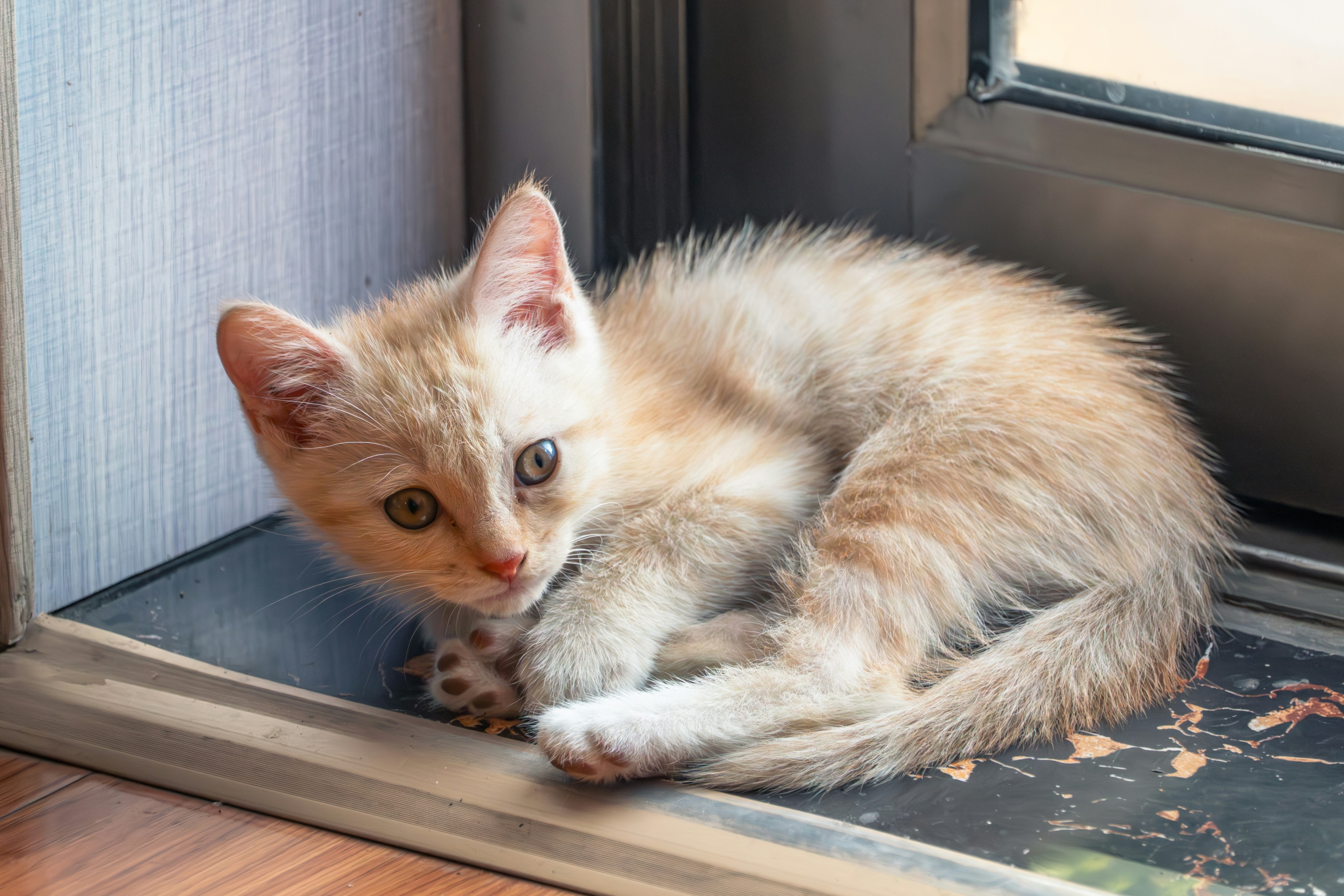 Whiskered Curiosity: A Moment in Sunlight